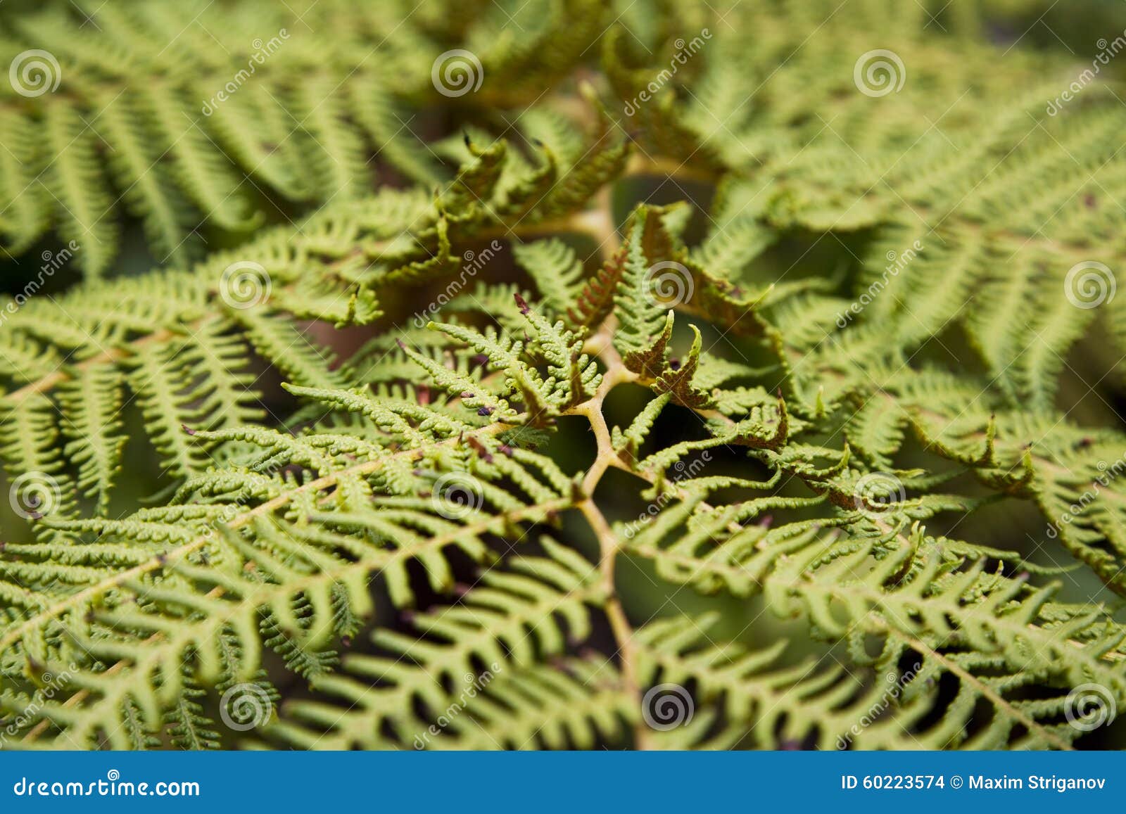 The fern close up stock photo. Image of macro, nature - 60223574
