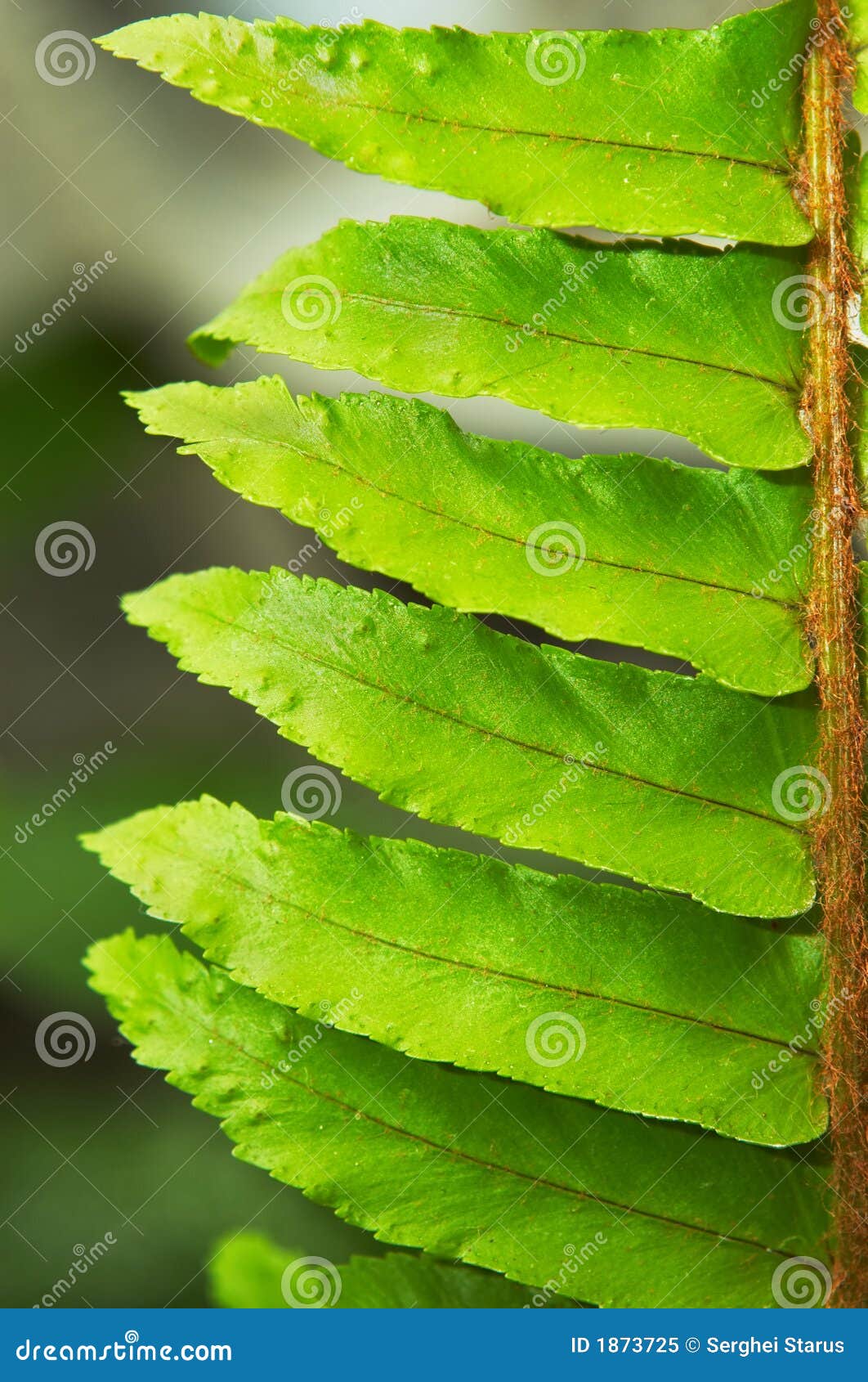 Fern closeup stock image. Image of forest, garden, macro - 1873725