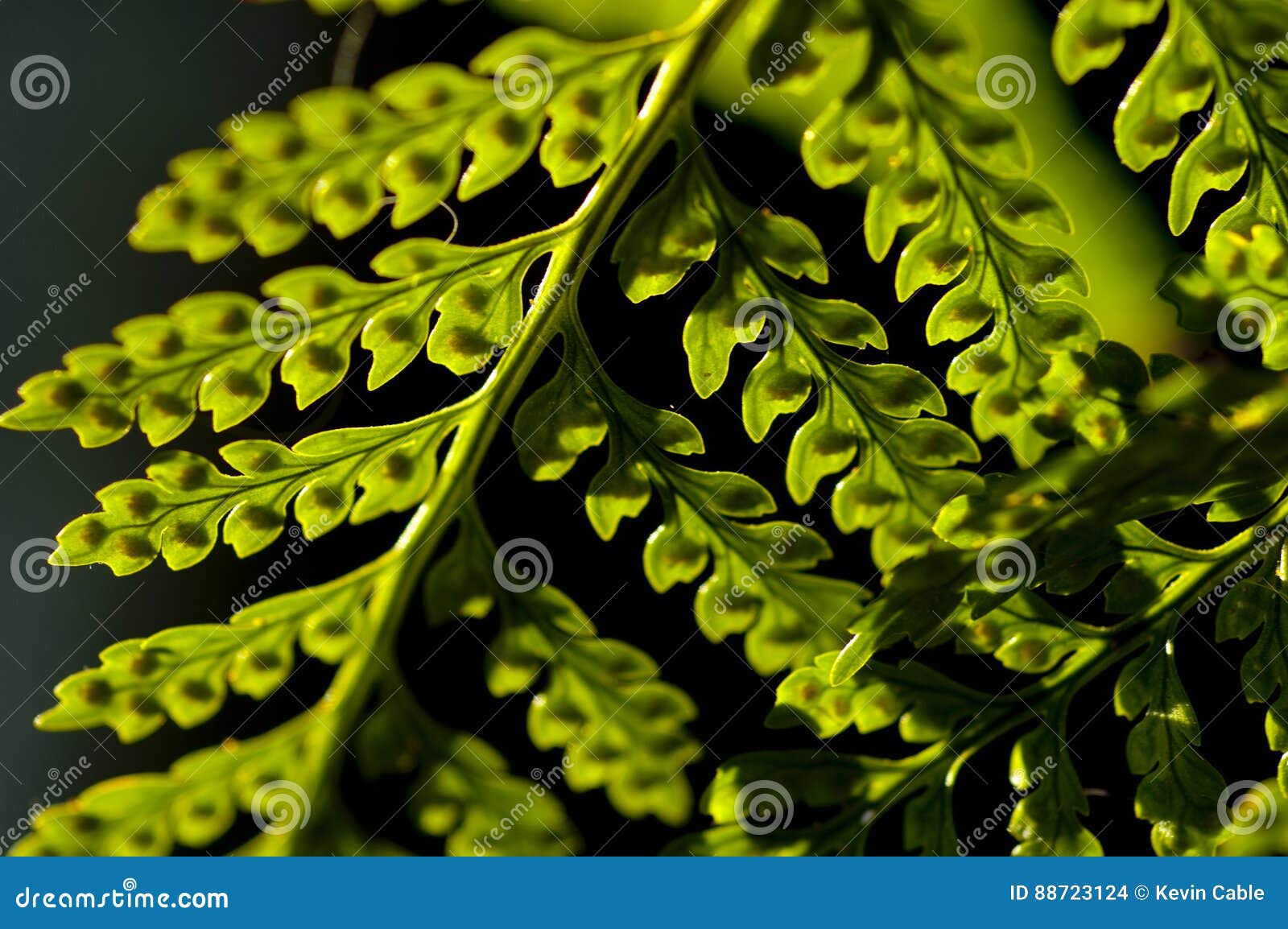 Fern closeup backlit stock photo. Image of strange, massive - 88723124