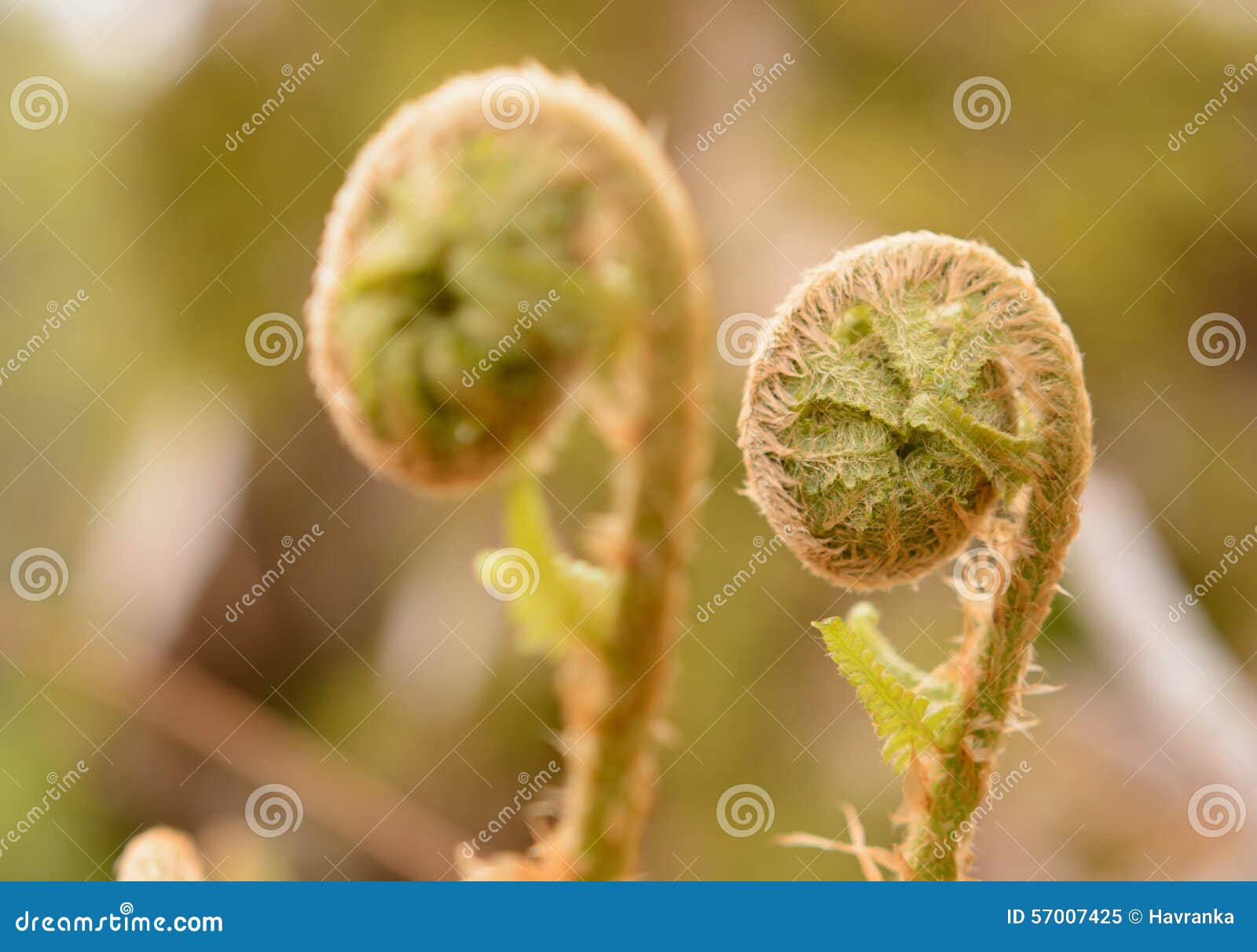 Fern closeup stock image. Image of background, nature - 57007425