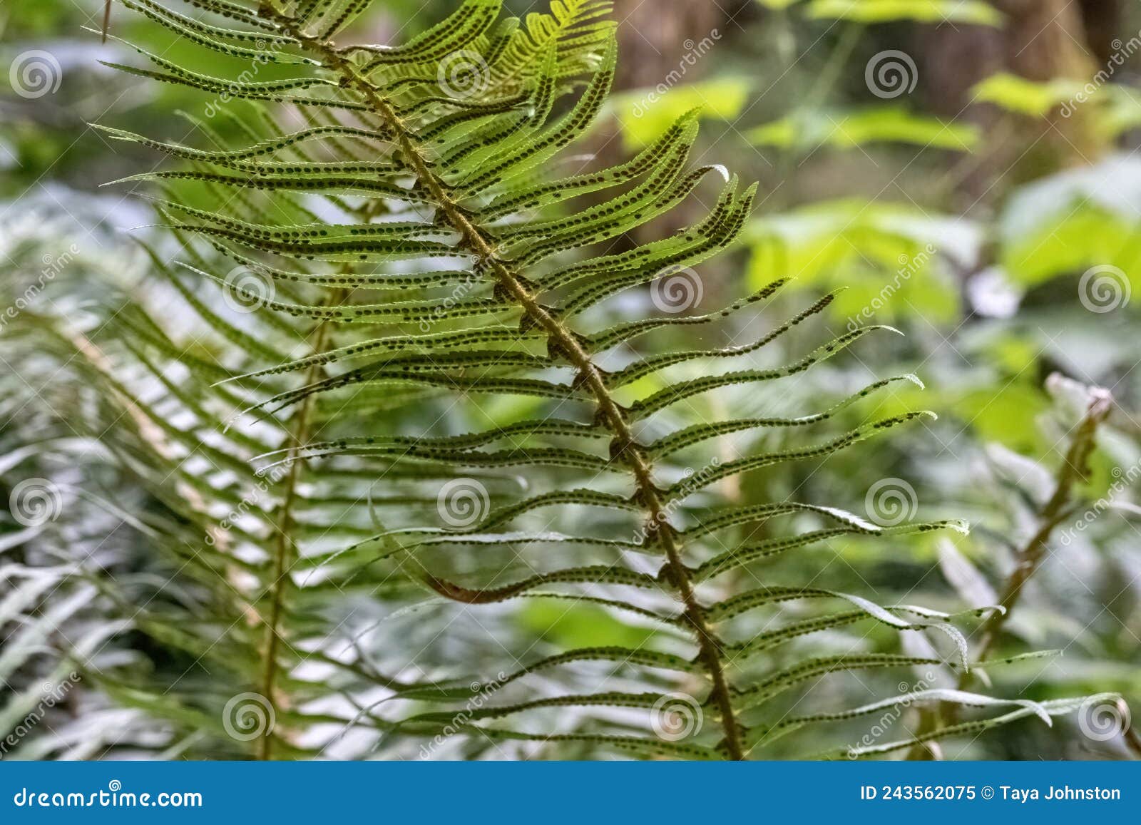 Fern Closeup in the Woods of Western Washington Stock Image - Image of ...