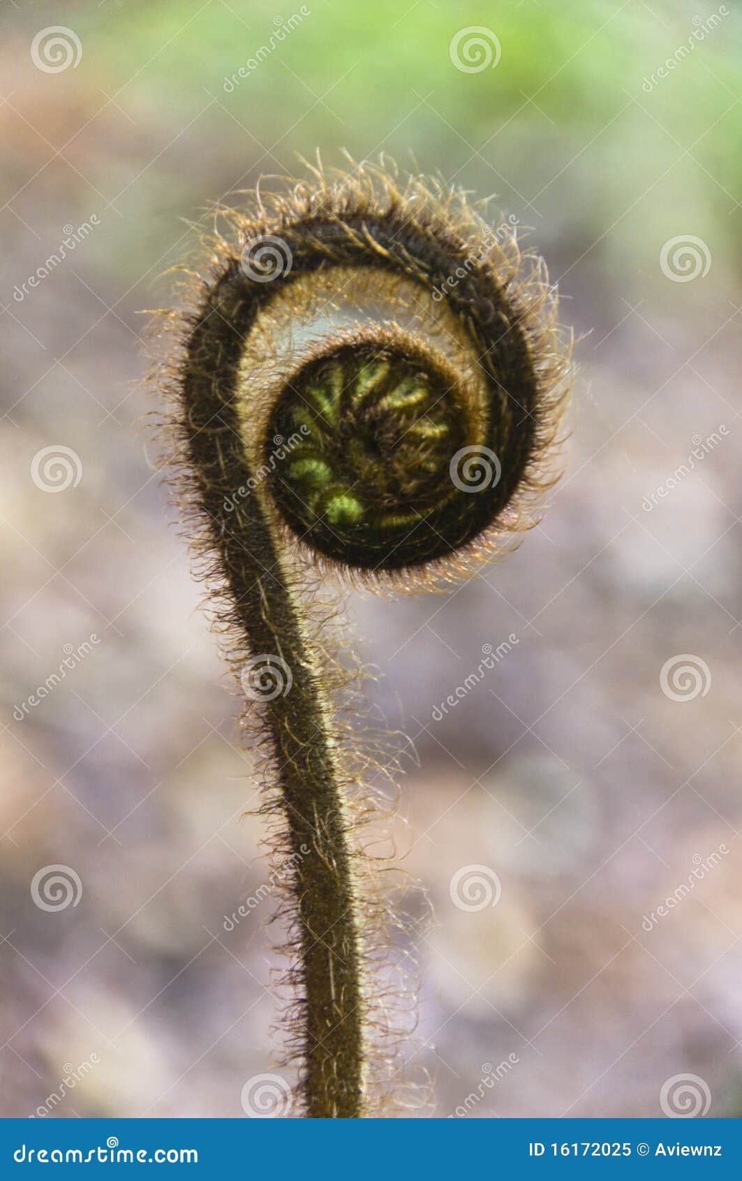 Fern coil stock image. Image of bush, frond, tararuas - 16172025