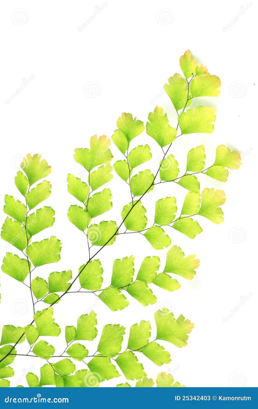 Fern Color Green on White Background Stock Image - Image of branch ...