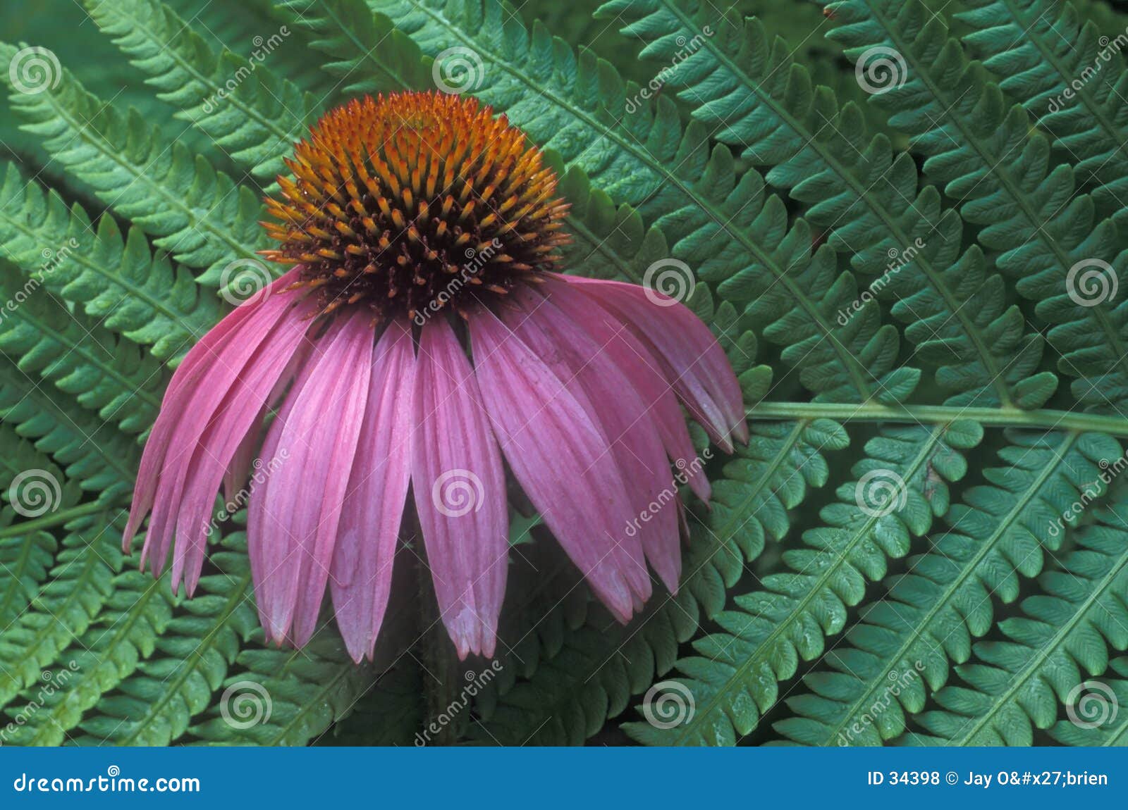 Fern & cone flower stock photo. Image of macro, flowers - 34398