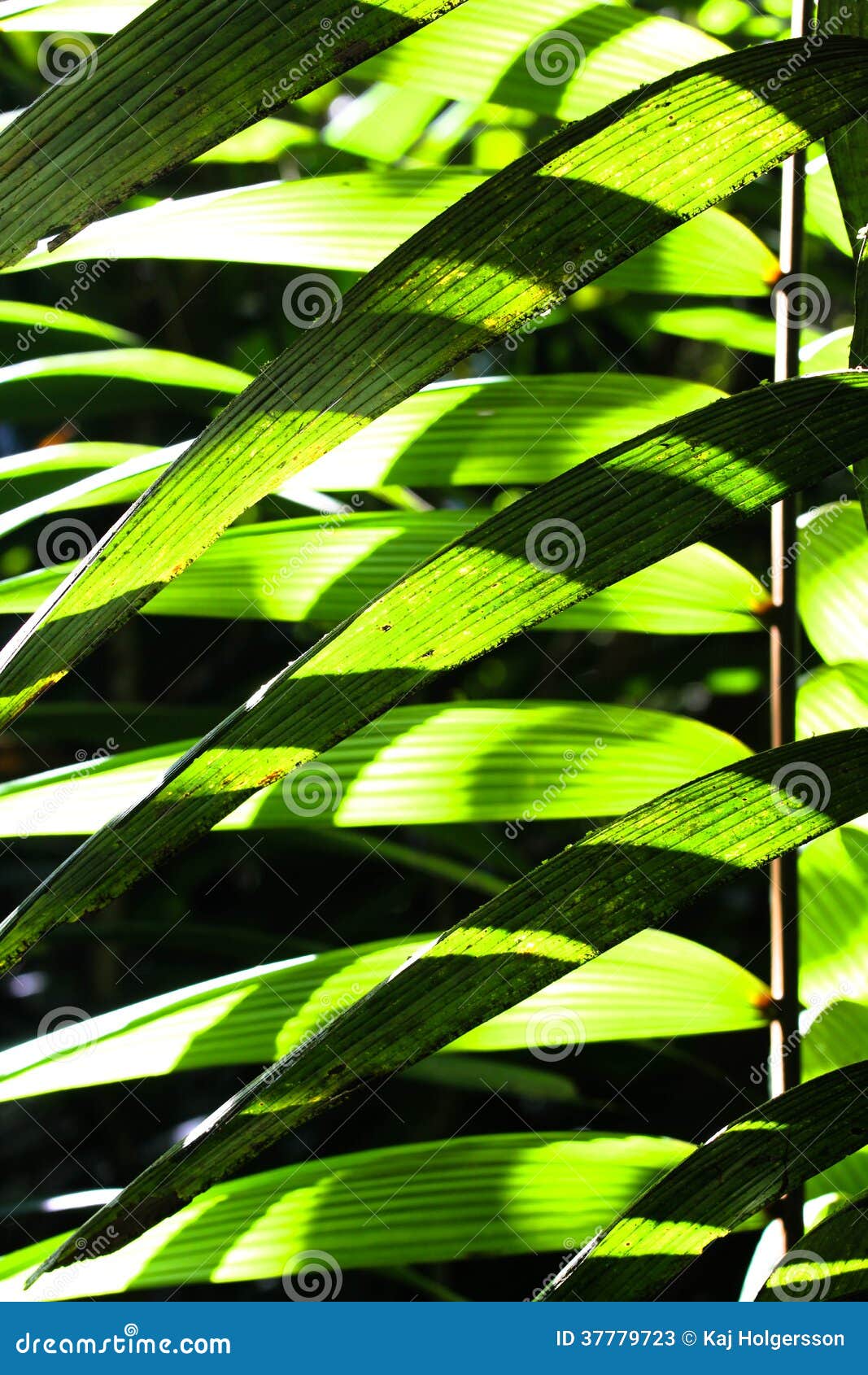 Fern in Costa Rica stock image. Image of plant, fern - 37779723