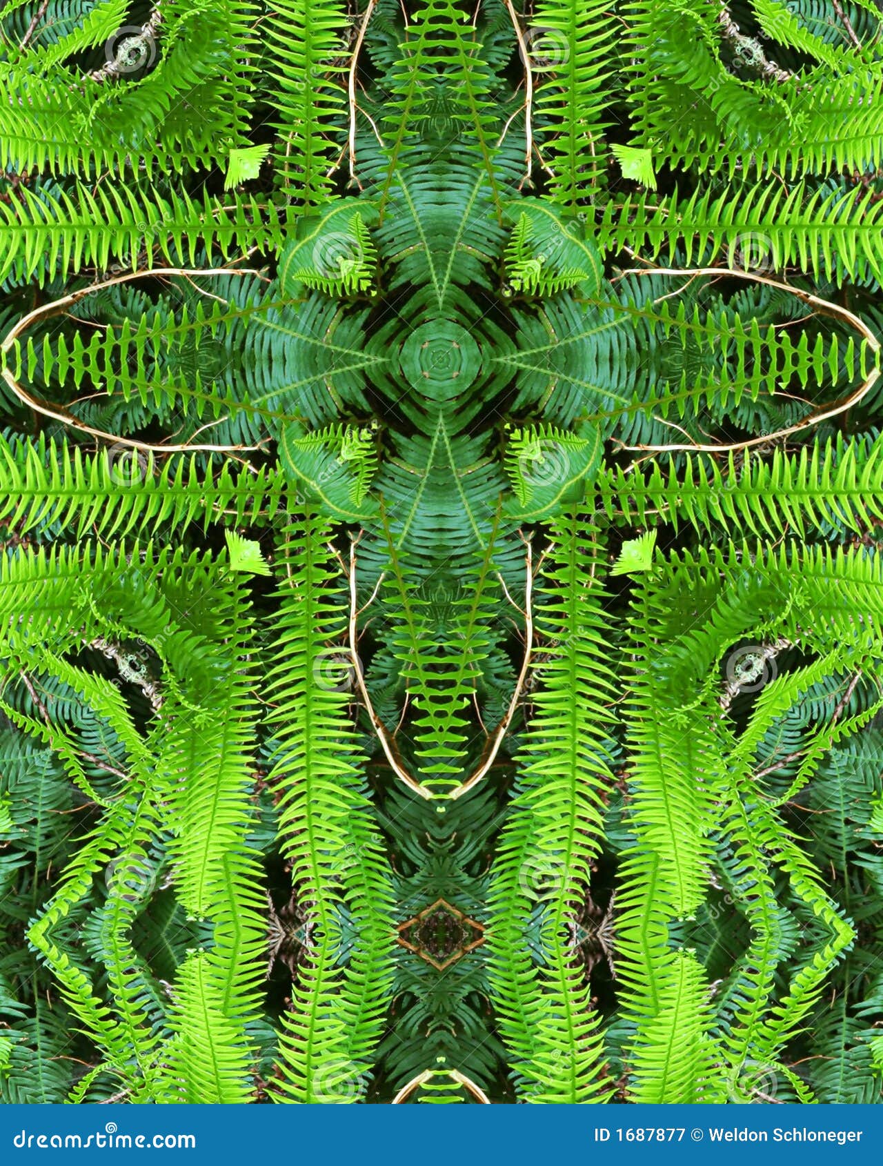 Fern cross stock image. Image of jesus, kaleidoscope, cross - 1687877