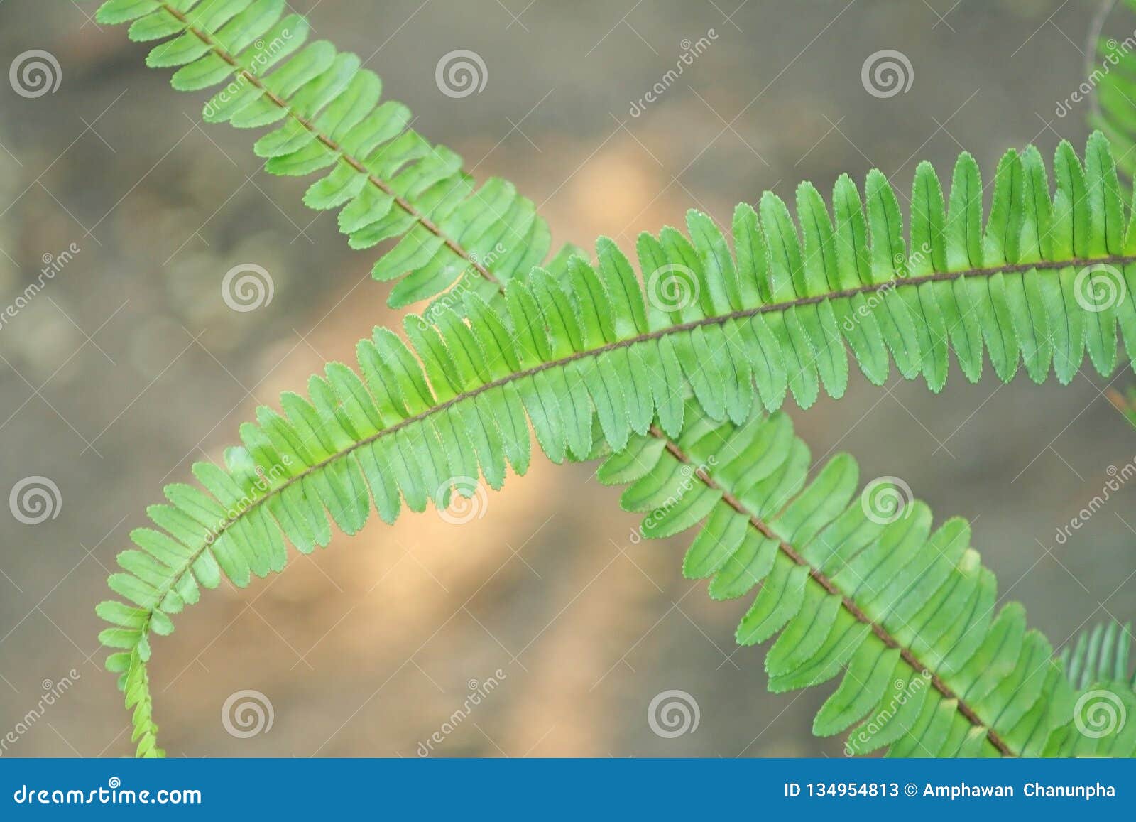 Fern cross pattern stock image. Image of fresh, botany - 134954813