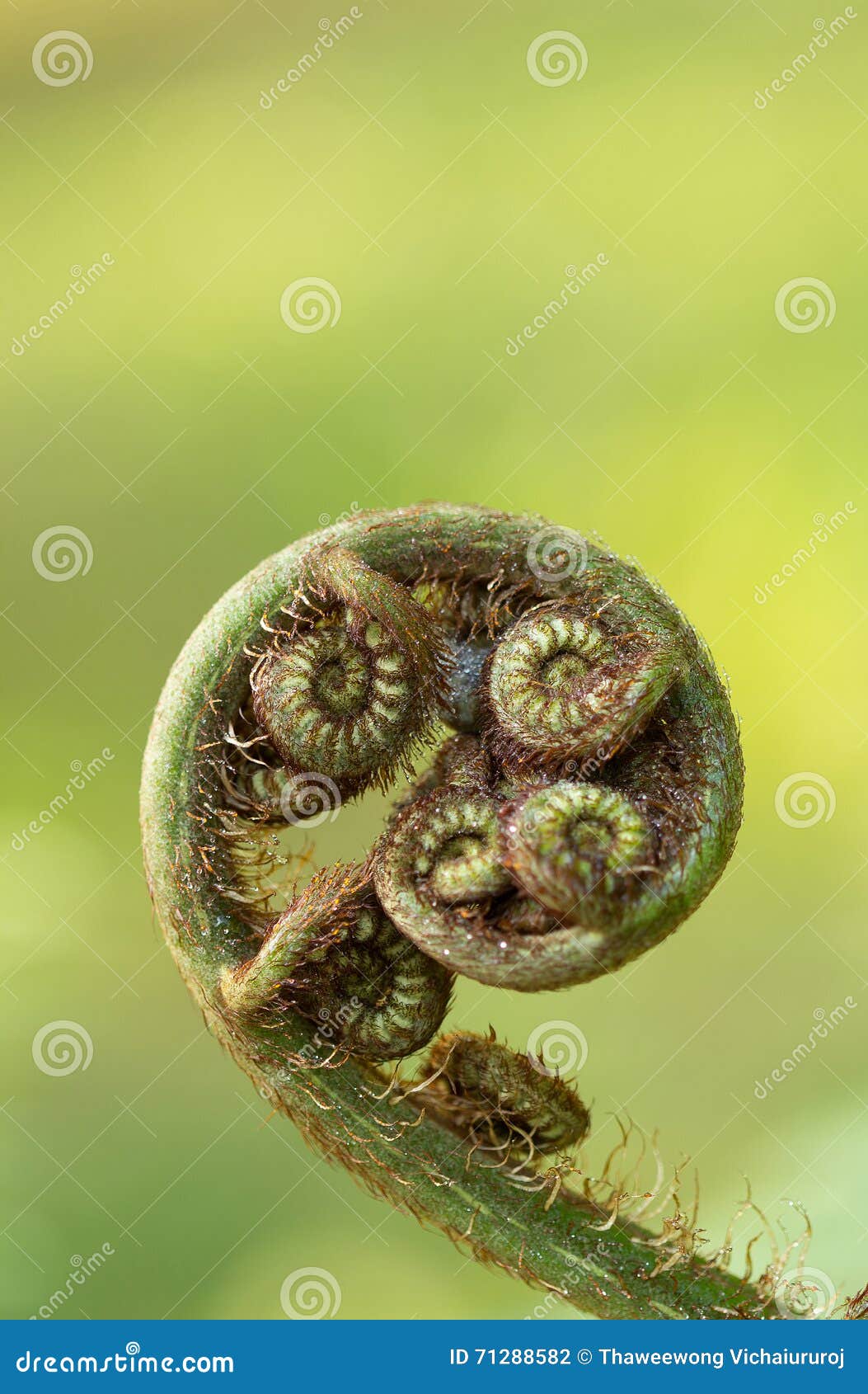 Fern curl stock photo. Image of forest, outdoor, nature - 71288582