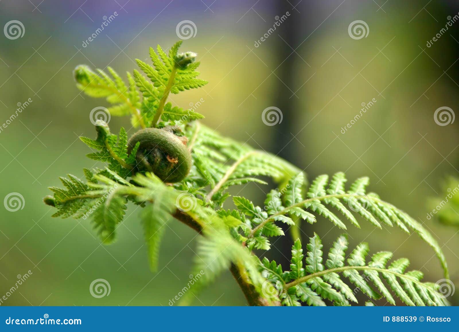 Fern Curls stock image. Image of forest, closeup, spring - 888539