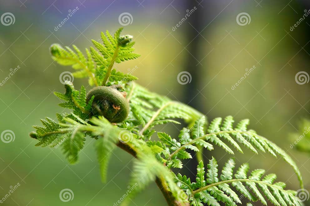 Fern Curls stock image. Image of forest, closeup, spring - 888539
