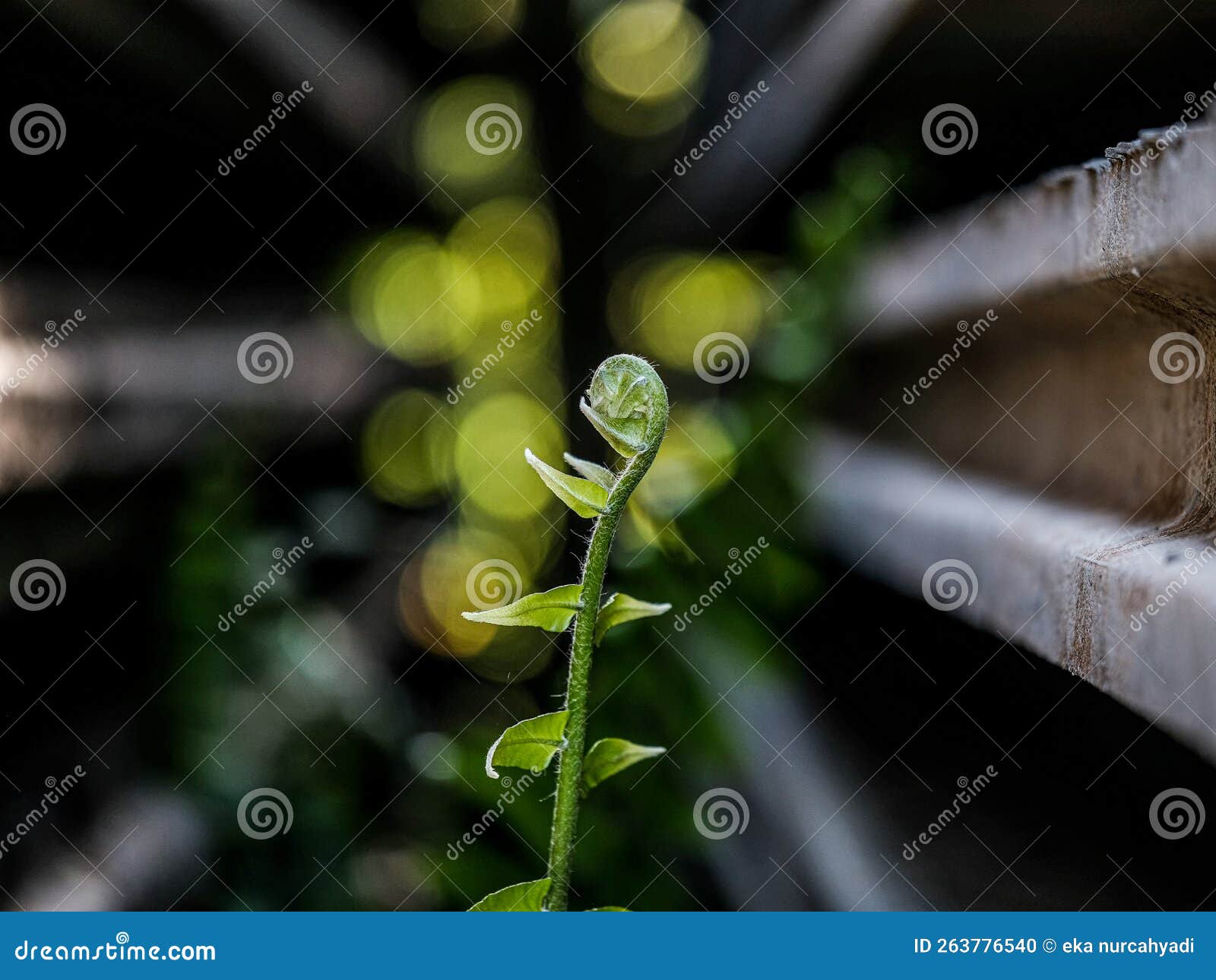 Fern dance plant stock photo. Image of dance, plant - 263776540