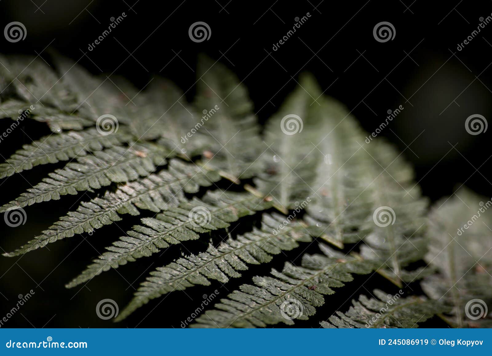 Fern on Dark Background. Fern Plant in Forest Stock Image - Image of ...