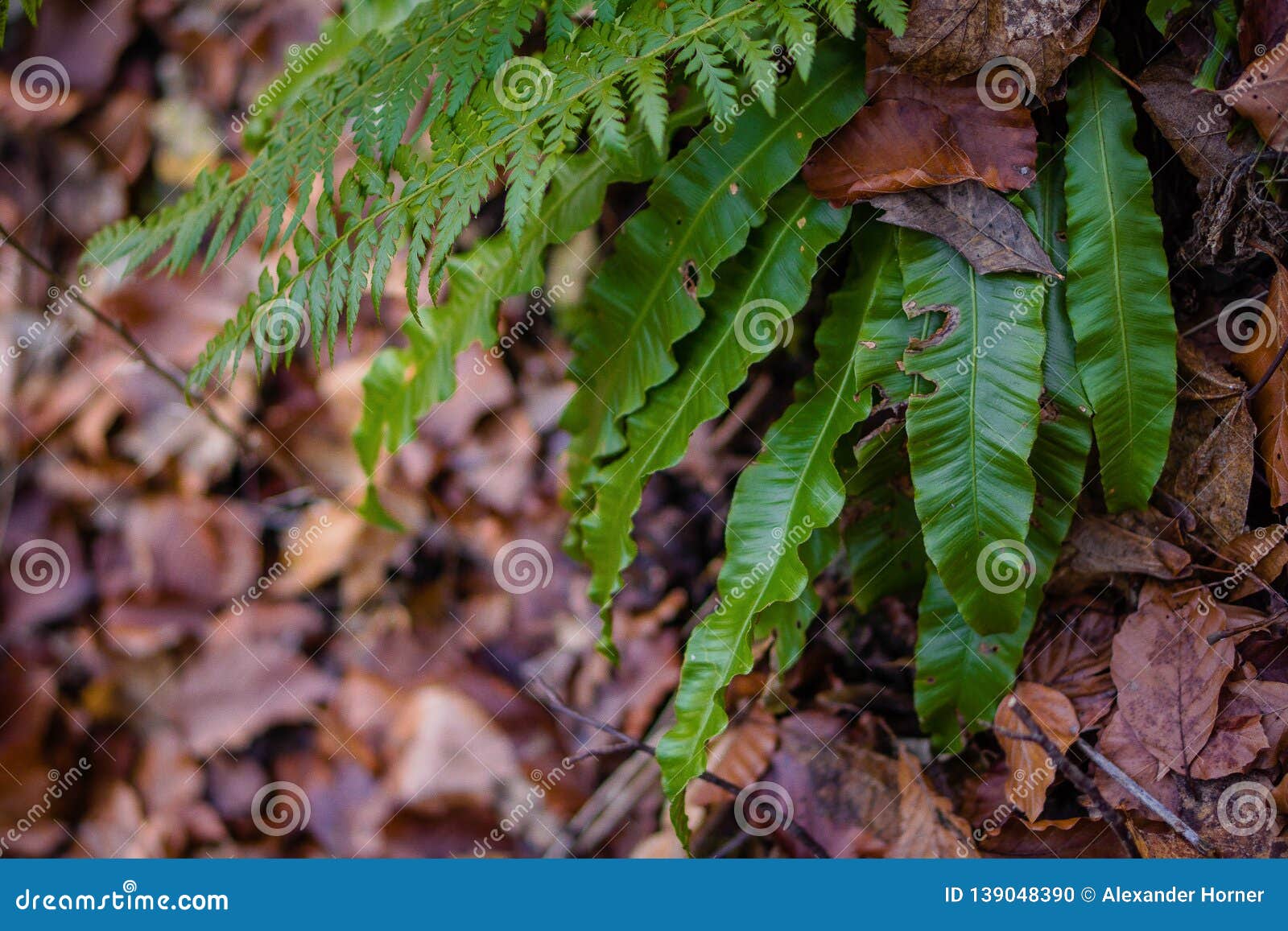 Fern and Dead Leaves on Forest Soil Stock Photo - Image of health ...