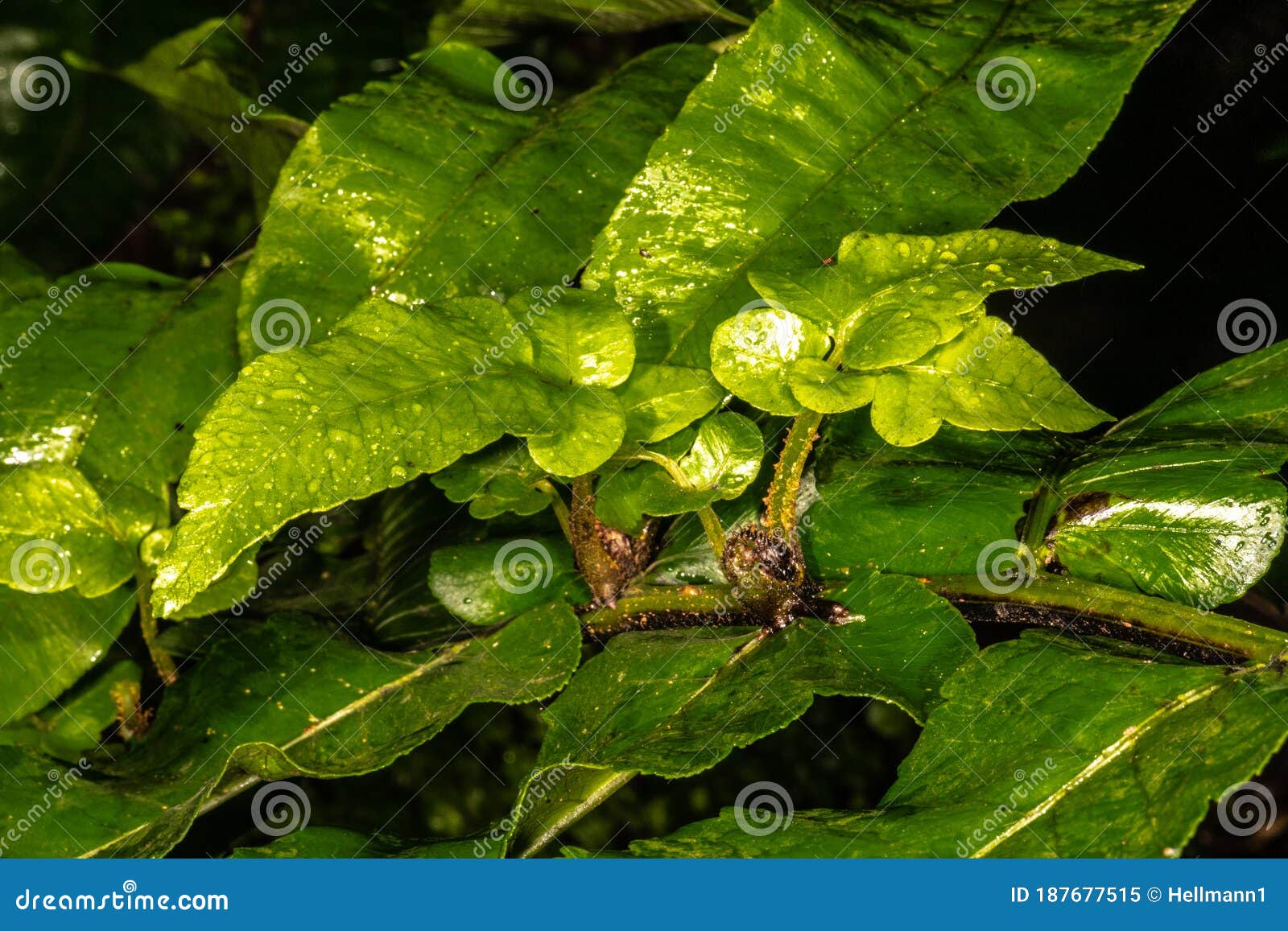 Diplazium Fern stock image. Image of fiji, nature, tree - 187677515