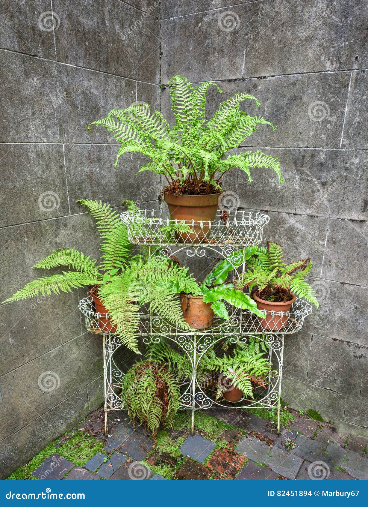 Fern Display stock photo. Image of nature, stone, decorations - 82451894