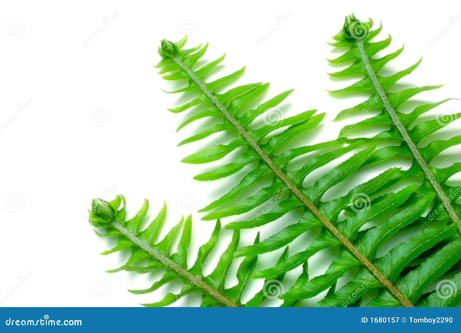 Fern do Fishbone imagem de stock. Imagem de weed, canto - 1680157