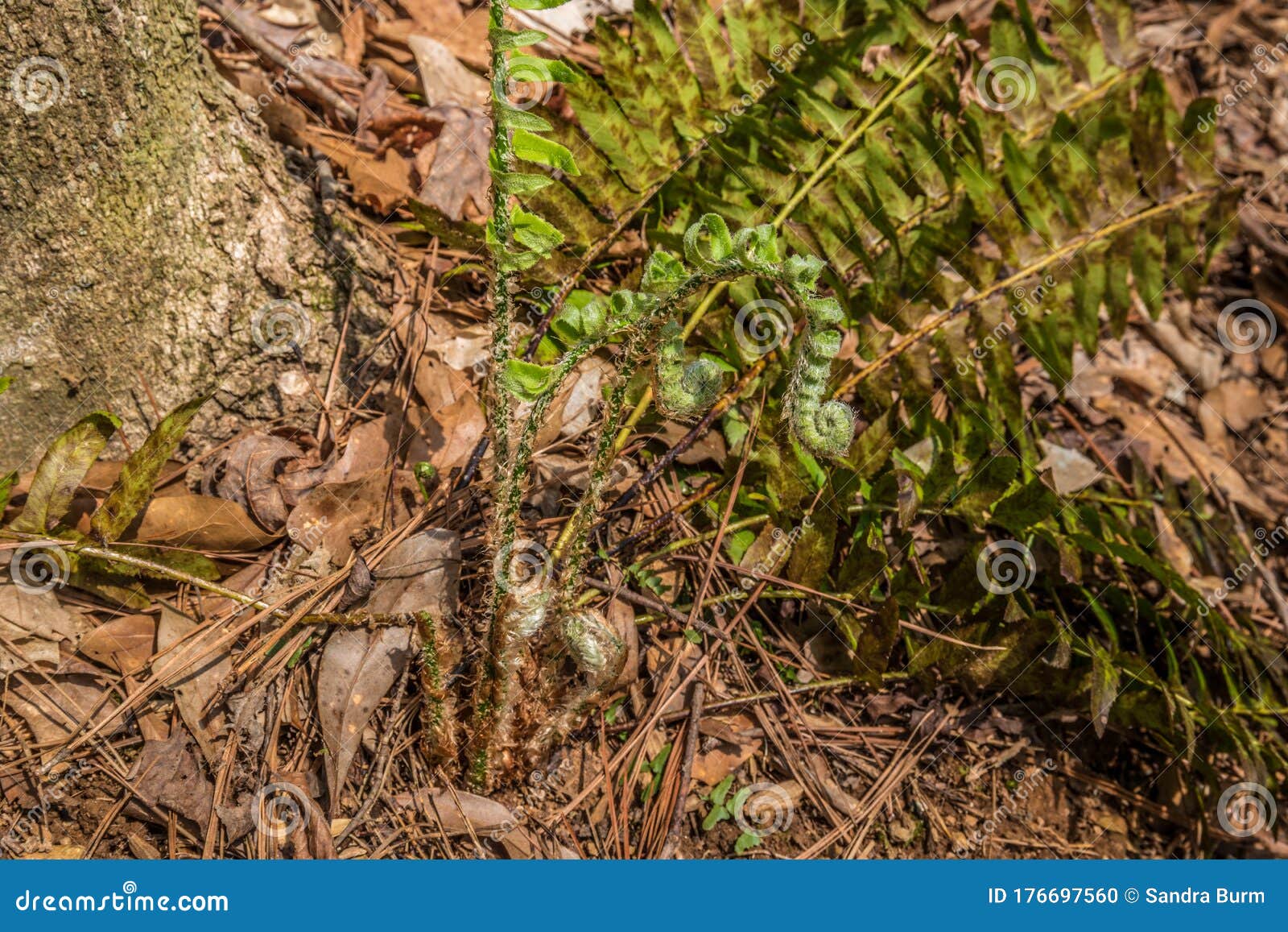 Fern emerging in spring stock photo. Image of ecology - 176697560