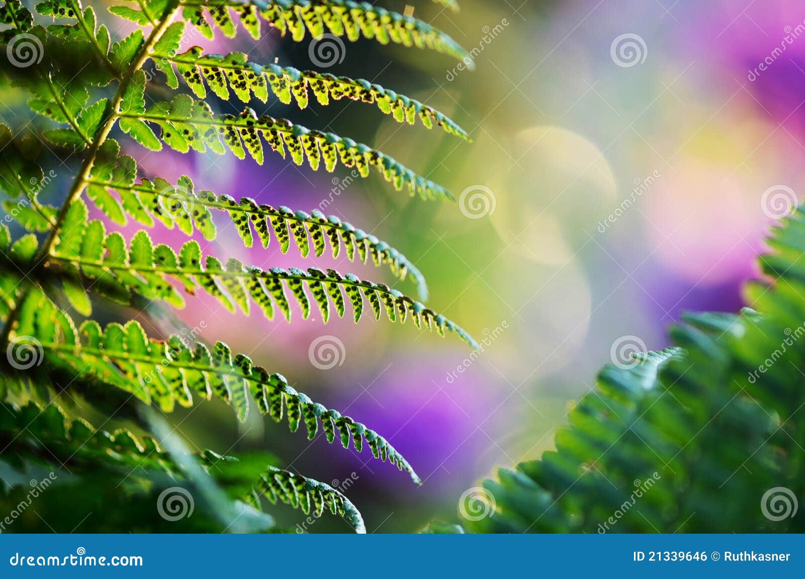 Fern from the fairy story stock photo. Image of biology - 21339646