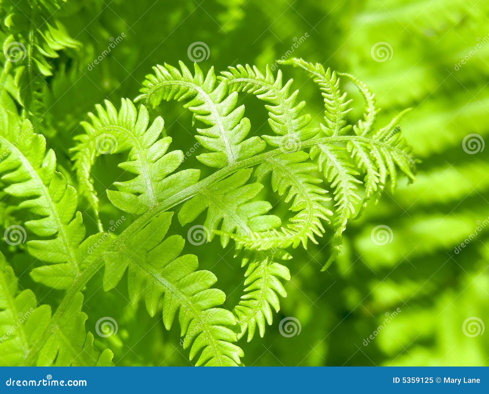 Fern Fantasy stock image. Image of pretty, flora, closeup - 5359125