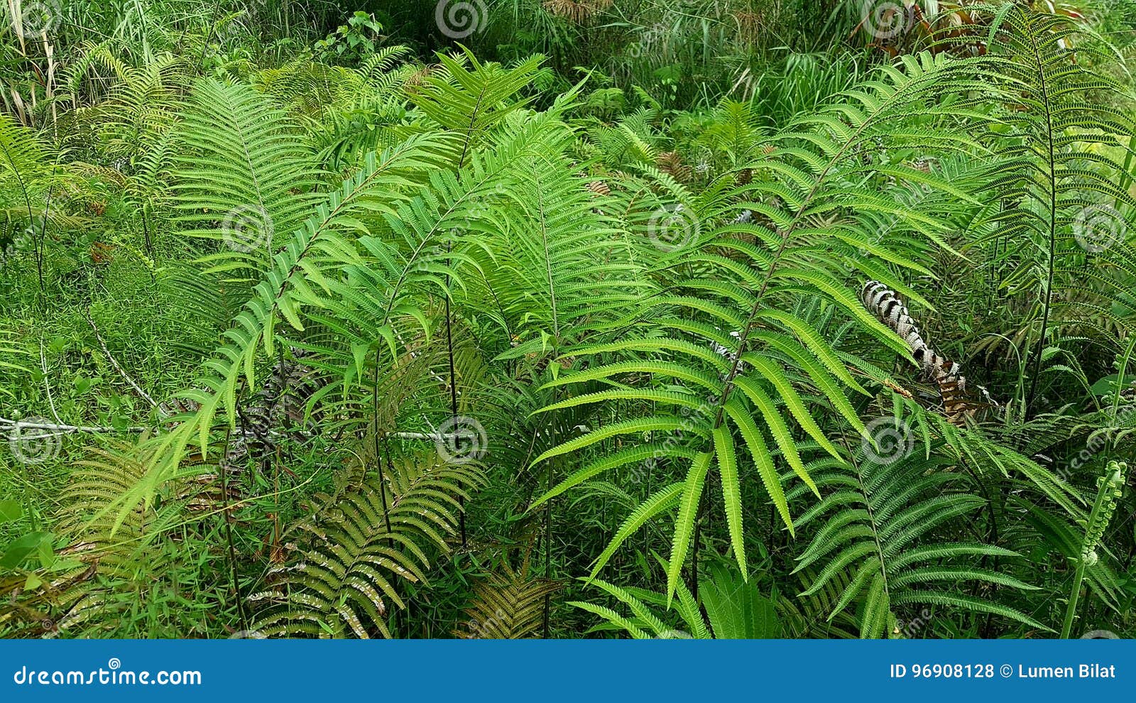 Fern farm stock photo. Image of green, nature, fern, farm - 96908128