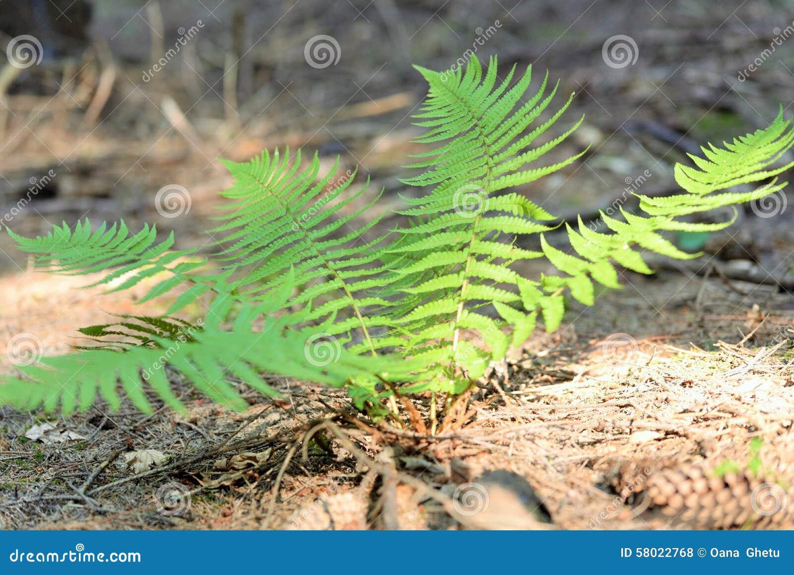 Fern stock photo. Image of ornamental, close, foliage - 58022768