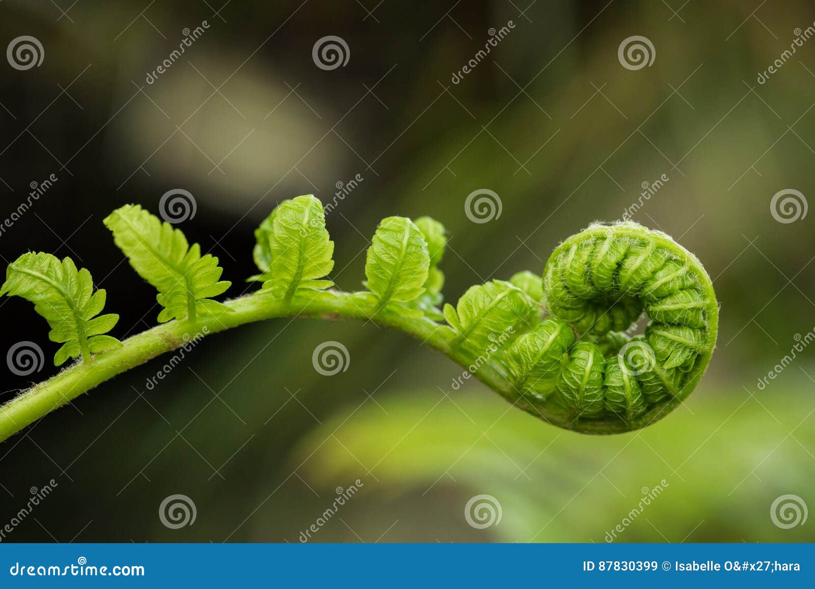 Fern Fiddlehead Unfurling stock image. Image of plant - 87830399
