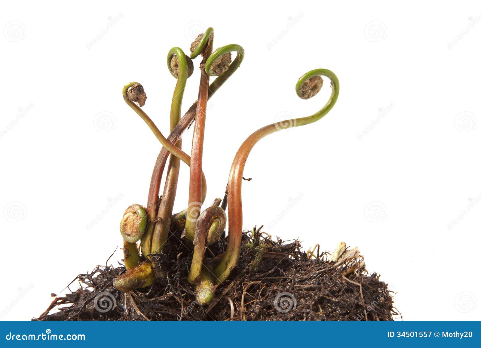 Fern Fiddleheads in Spring stock image. Image of text - 34501557