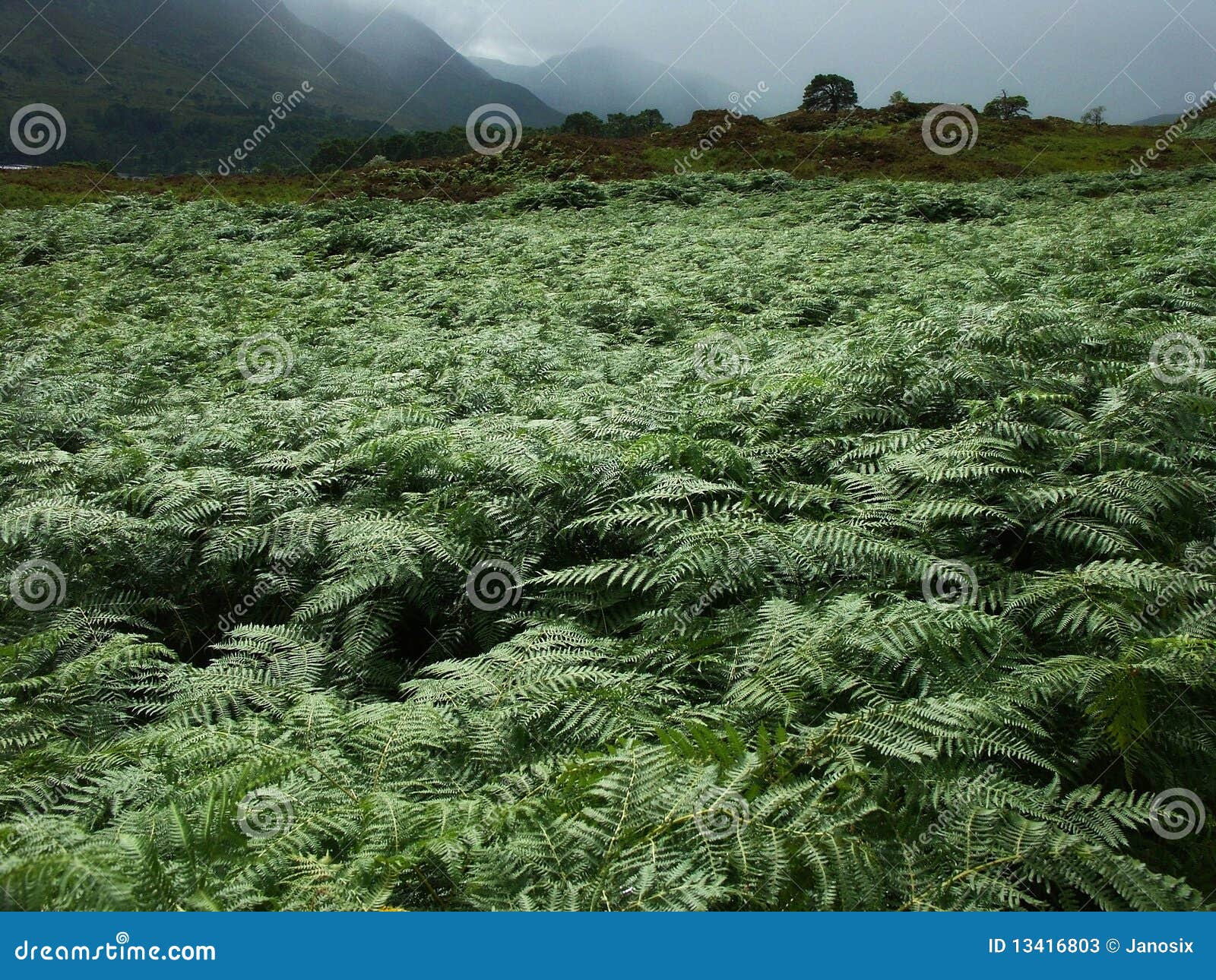 Fern Field stock image. Image of landscape, caledonian - 13416803