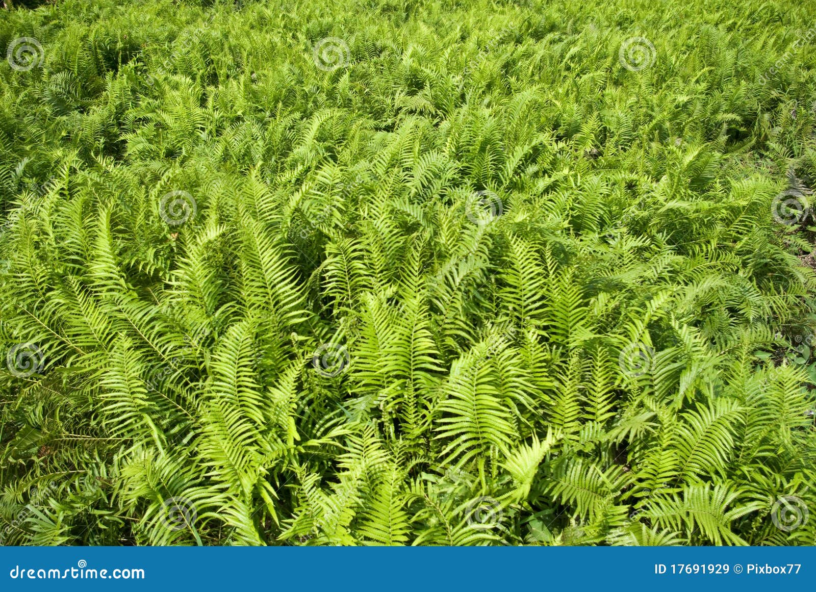 Fern field stock image. Image of blossom, decorate, lawn - 17691929