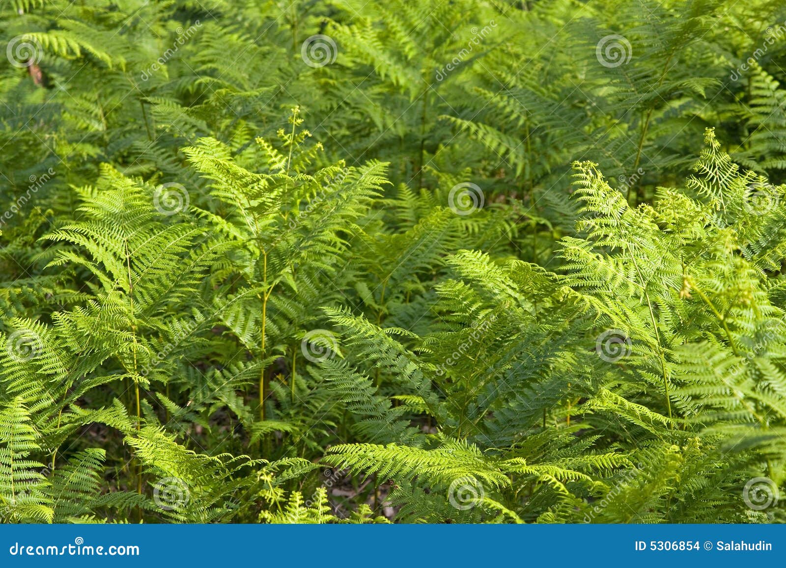 Fern field stock photo. Image of clear, bright, macro - 5306854