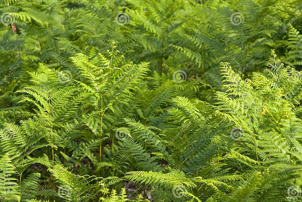 Fern field stock photo. Image of clear, bright, macro - 5306854