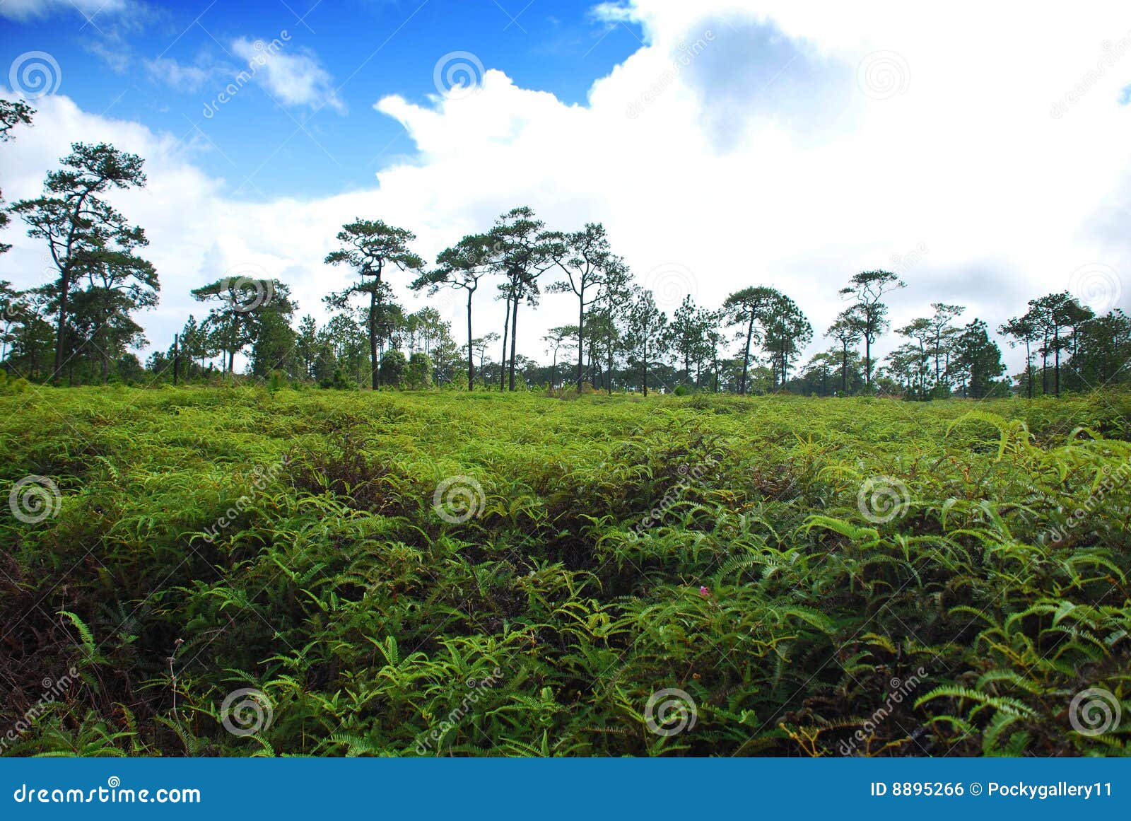 Fern Field stock photo. Image of beauty, fluffy, forecast - 8895266