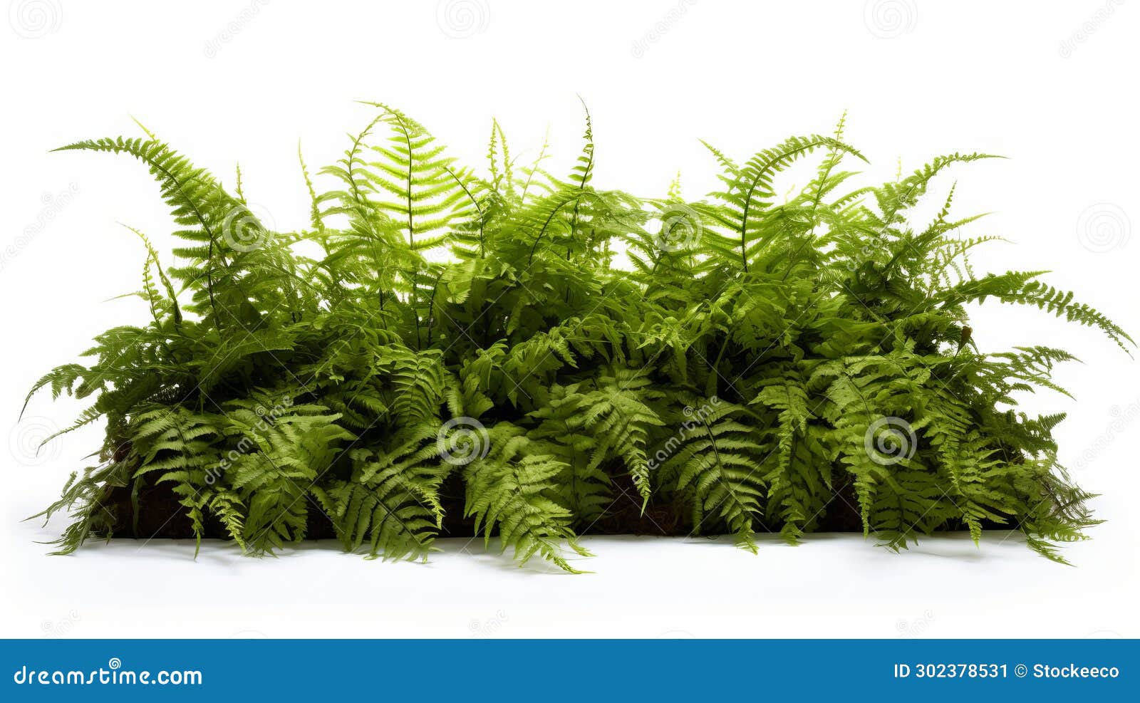 Fern Field Planter Phil Koch Style Rectangular Fields on White ...