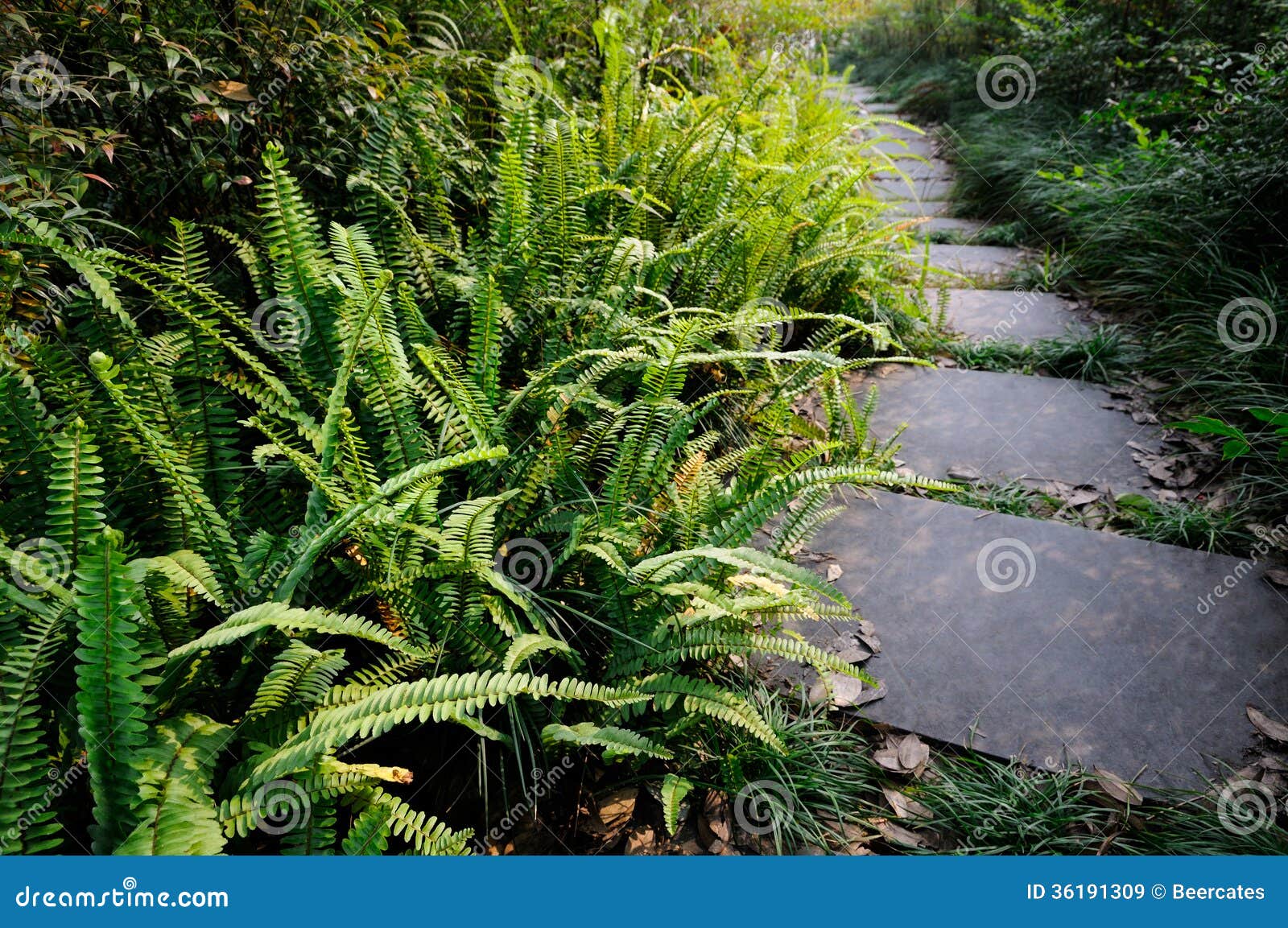 Fern and flagstone path stock image. Image of grass, shrub - 36191309