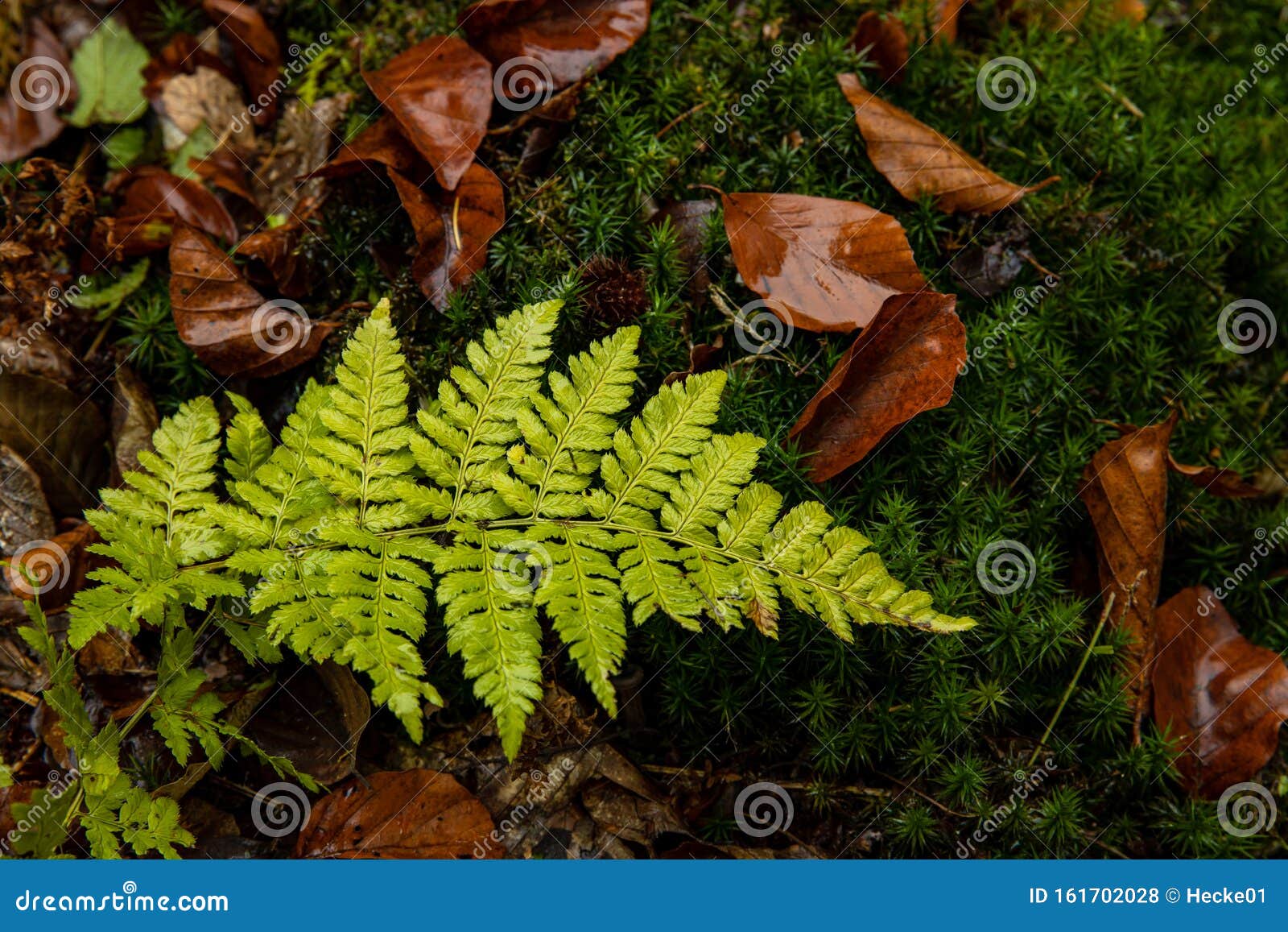 Fern in the forest stock photo. Image of fern, closeup - 161702028