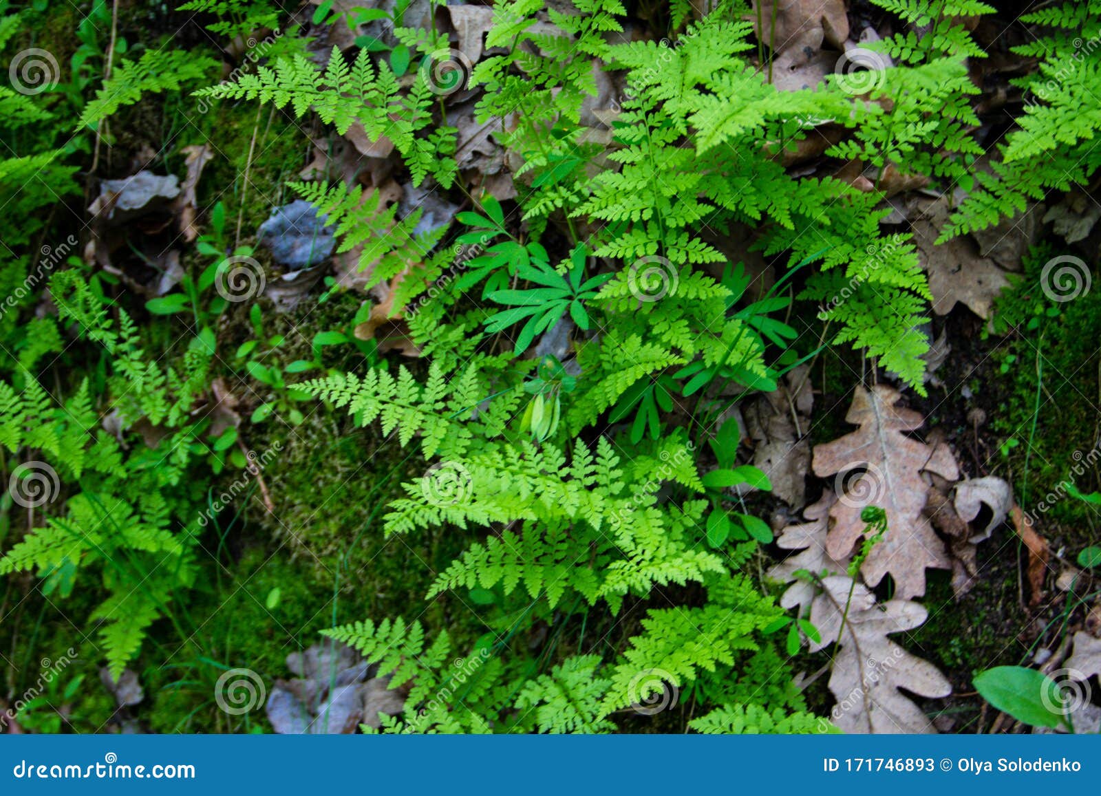 Fern in forest stock image. Image of botanical, lush - 171746893