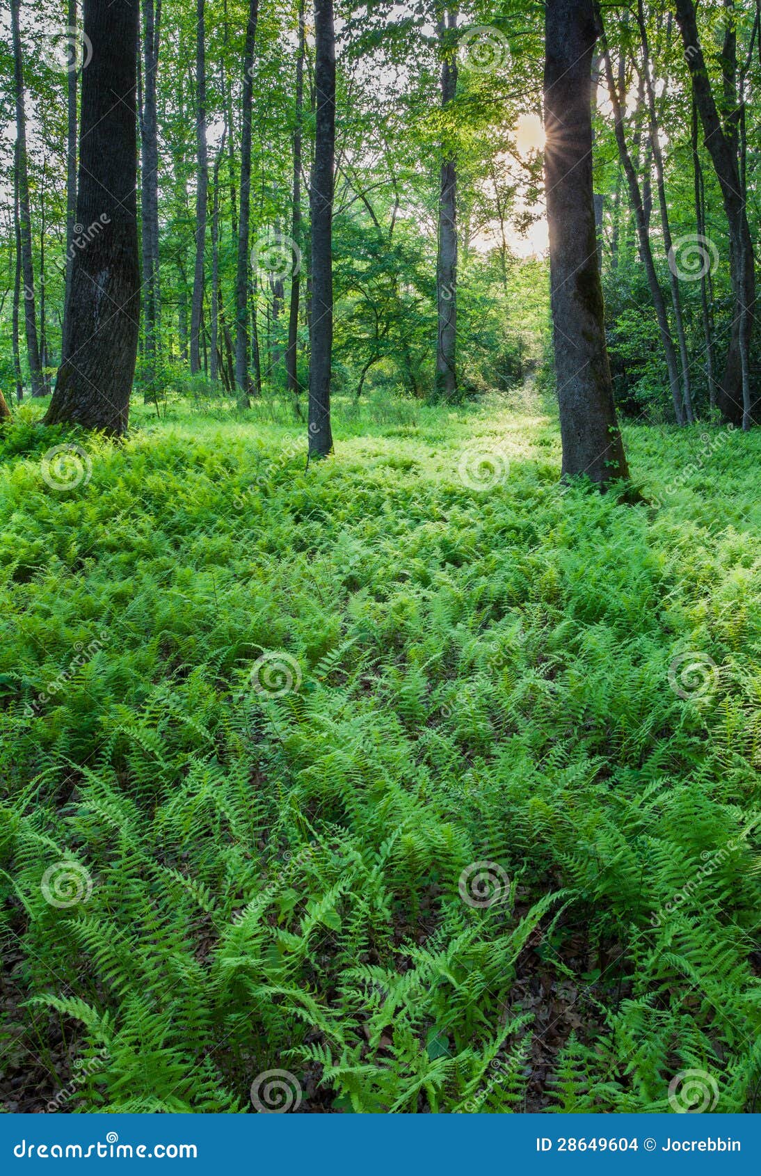 Fern forest stock photo. Image of soft, green, frons - 28649604