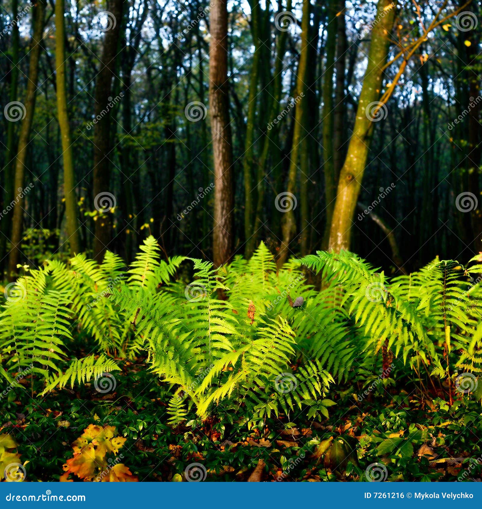 Fern in a forest stock photo. Image of scenic, outdoor - 7261216