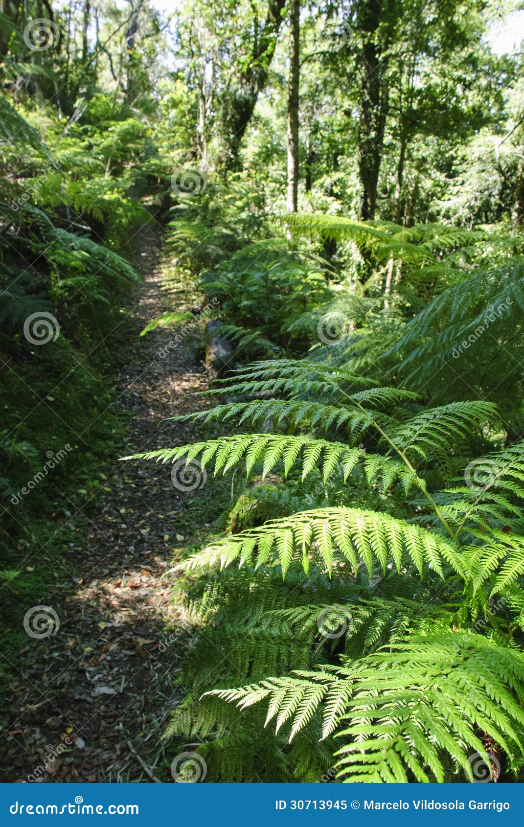 Fern in the Forest Along the Trail Stock Image - Image of green, sheets ...