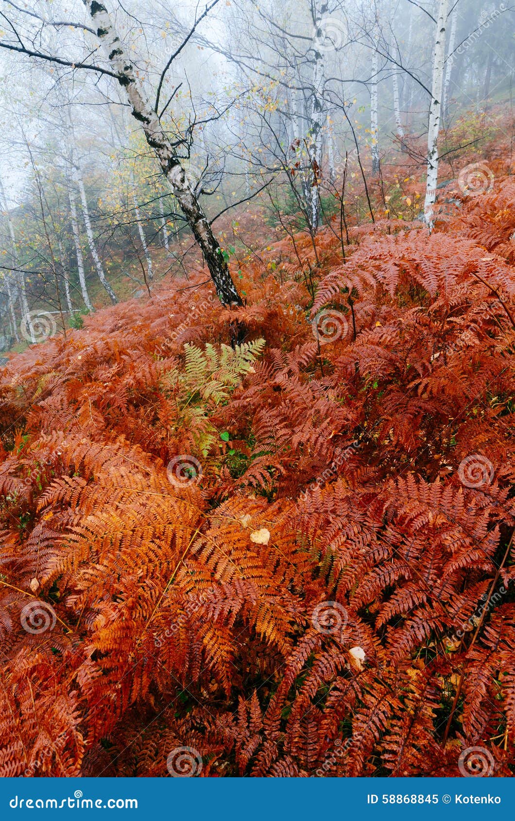 Fern in the forest stock image. Image of plant, flora - 58868845