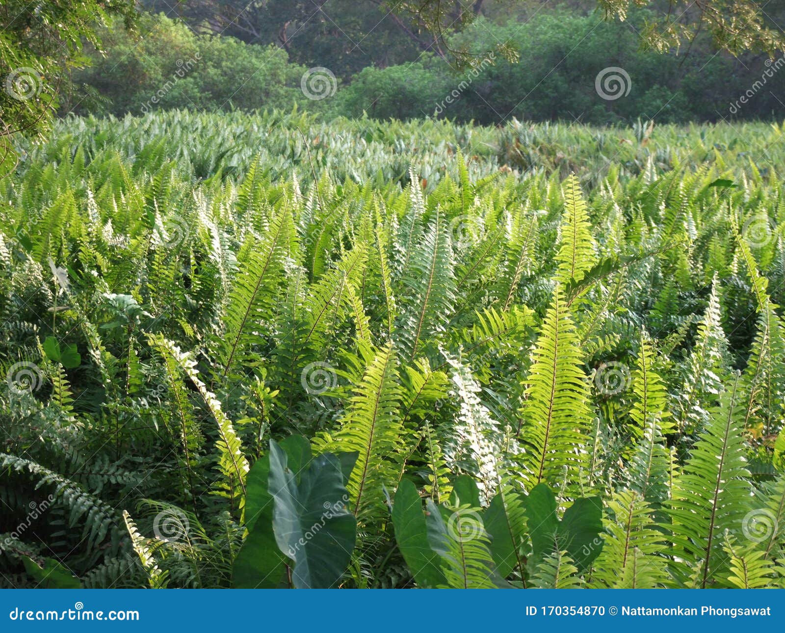 Fern in the forest stock photo. Image of nature, wood - 170354870