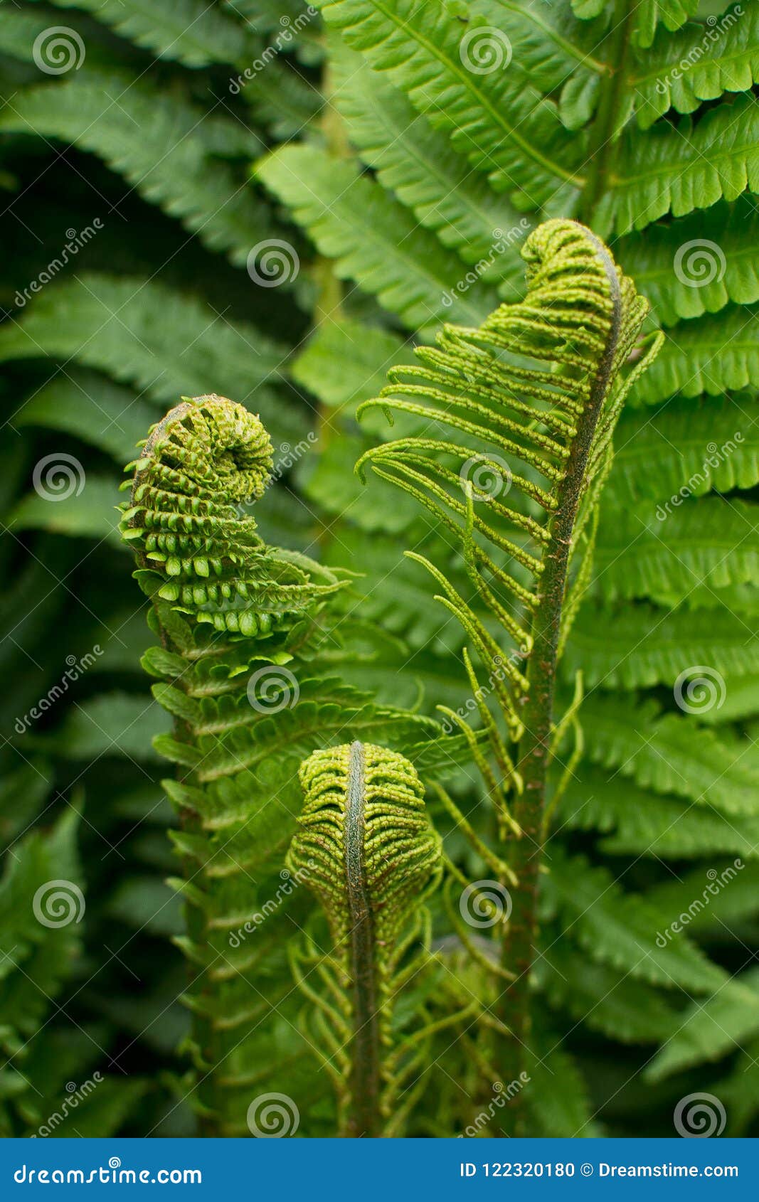 Fern in the Forest. Ivan Kupala`s Night Stock Photo - Image of nature ...