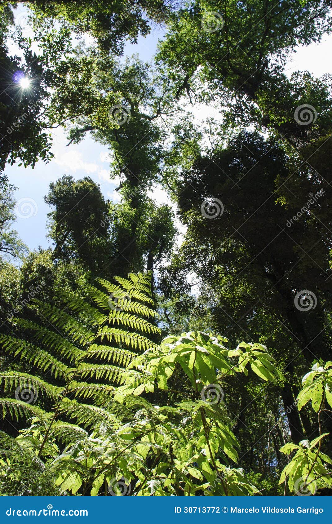 Fern in the forest stock photo. Image of nature, trees - 30713772