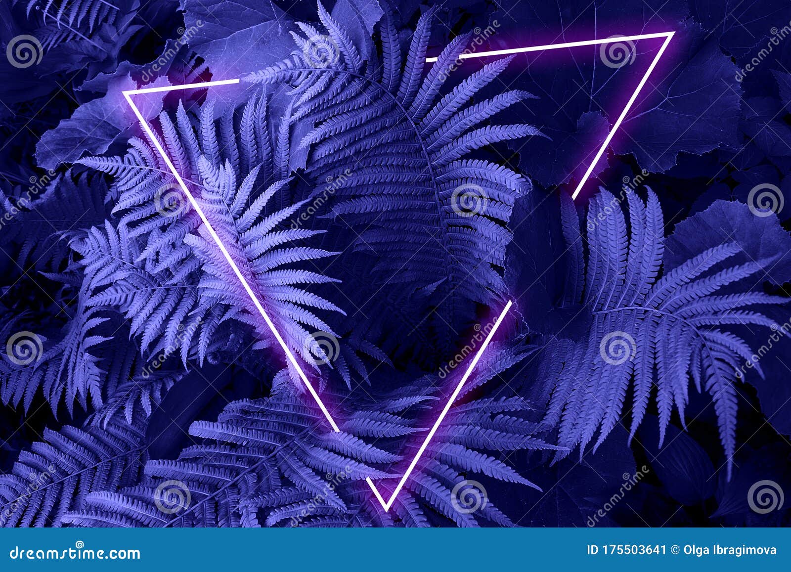 Fern in the Forest with Phantom Blue Toning and Neon Frame Stock Image ...