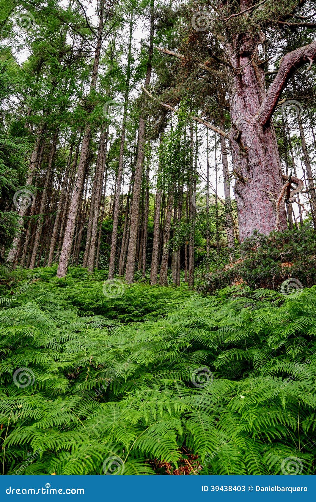 Fern Forest stock image. Image of fresh, nature, outdoors - 39438403