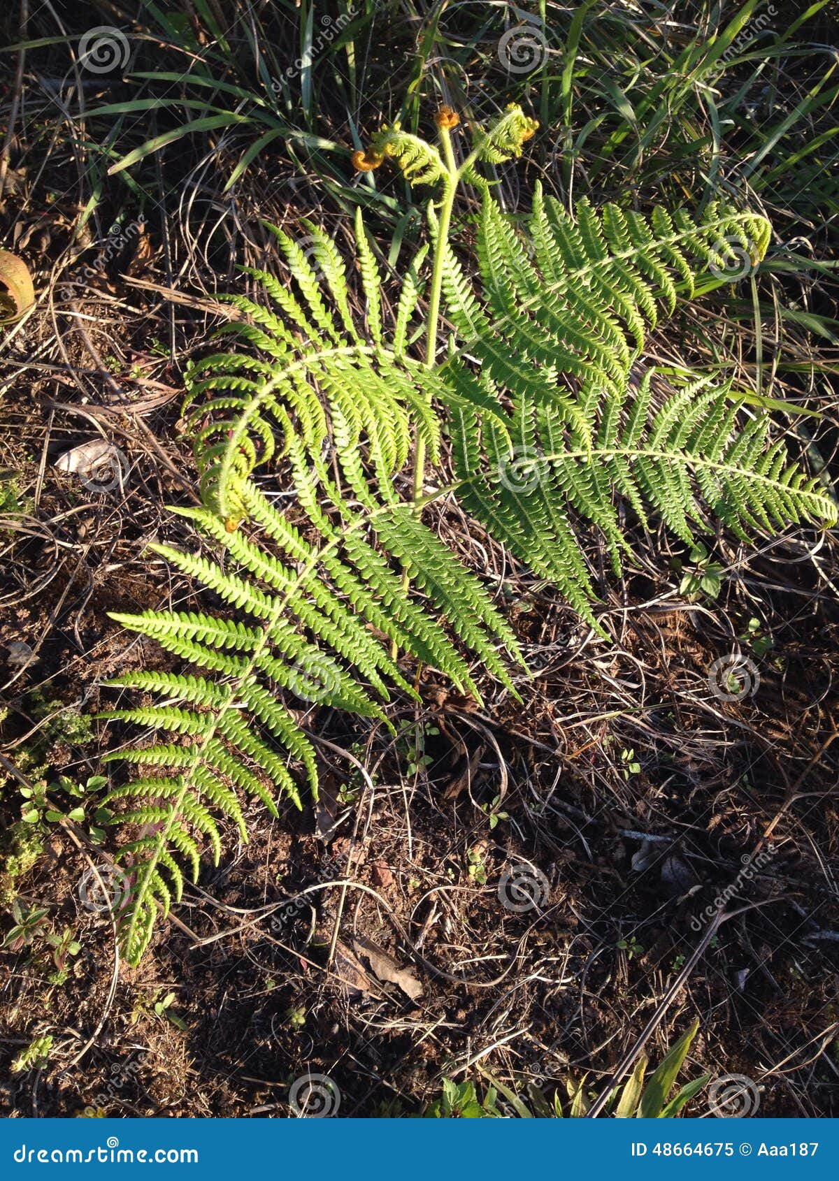 Fern forest stock image. Image of green, soil, garden - 48664675