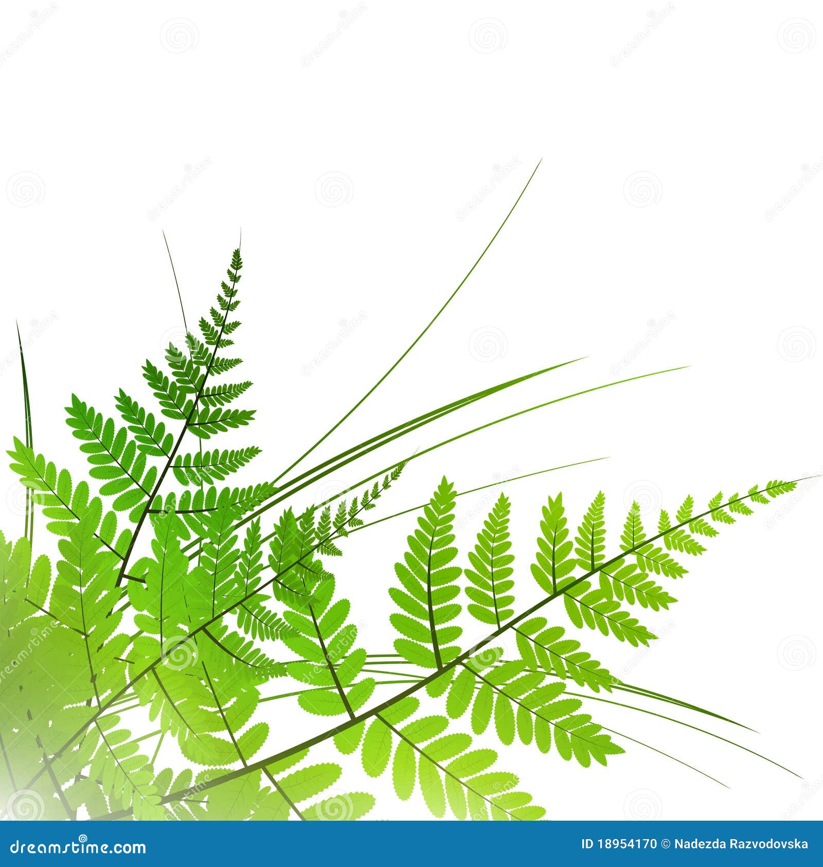 Fern frame stock vector. Illustration of flourishes, natural - 18954170