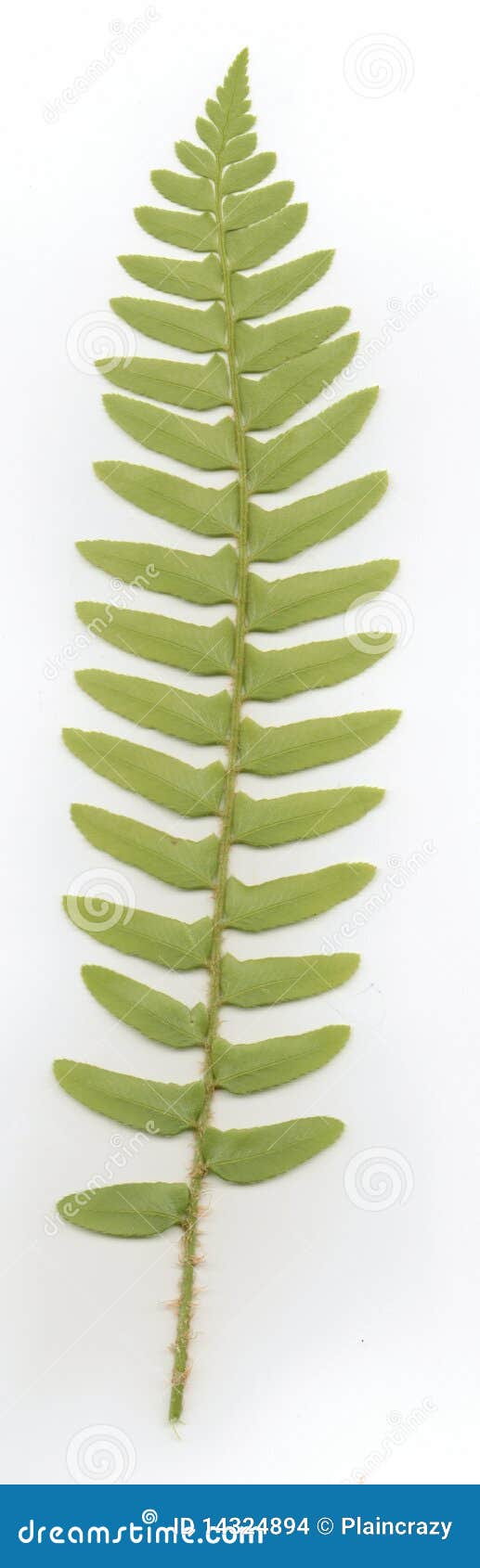 Fern fron stock photo. Image of full, fern, long, flowing - 14324894