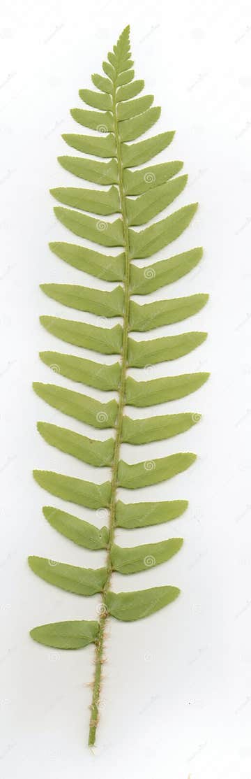 Fern fron stock photo. Image of full, fern, long, flowing - 14324894