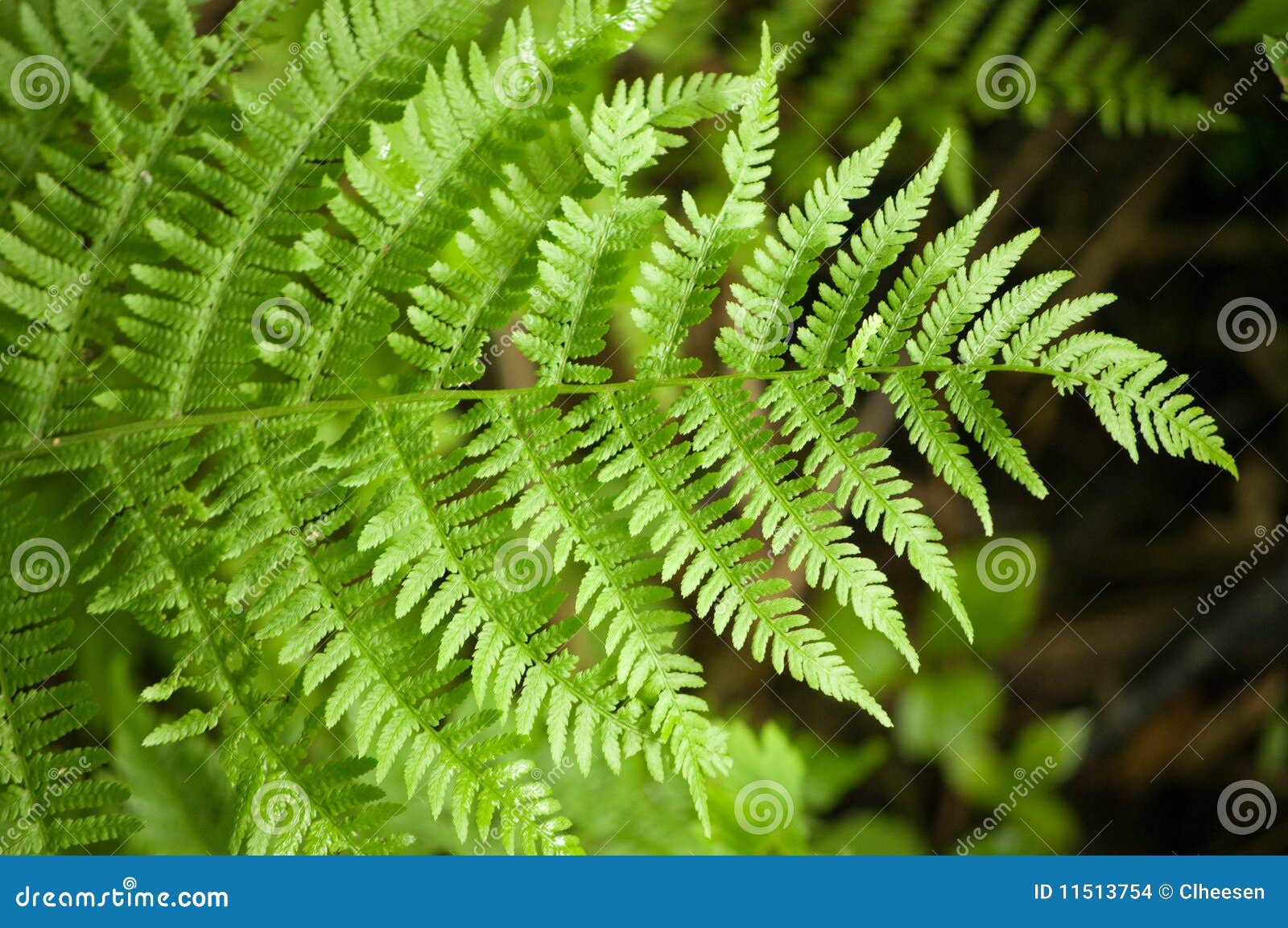 Fern frond stock photo. Image of macro, backdrop, detailed - 11513754